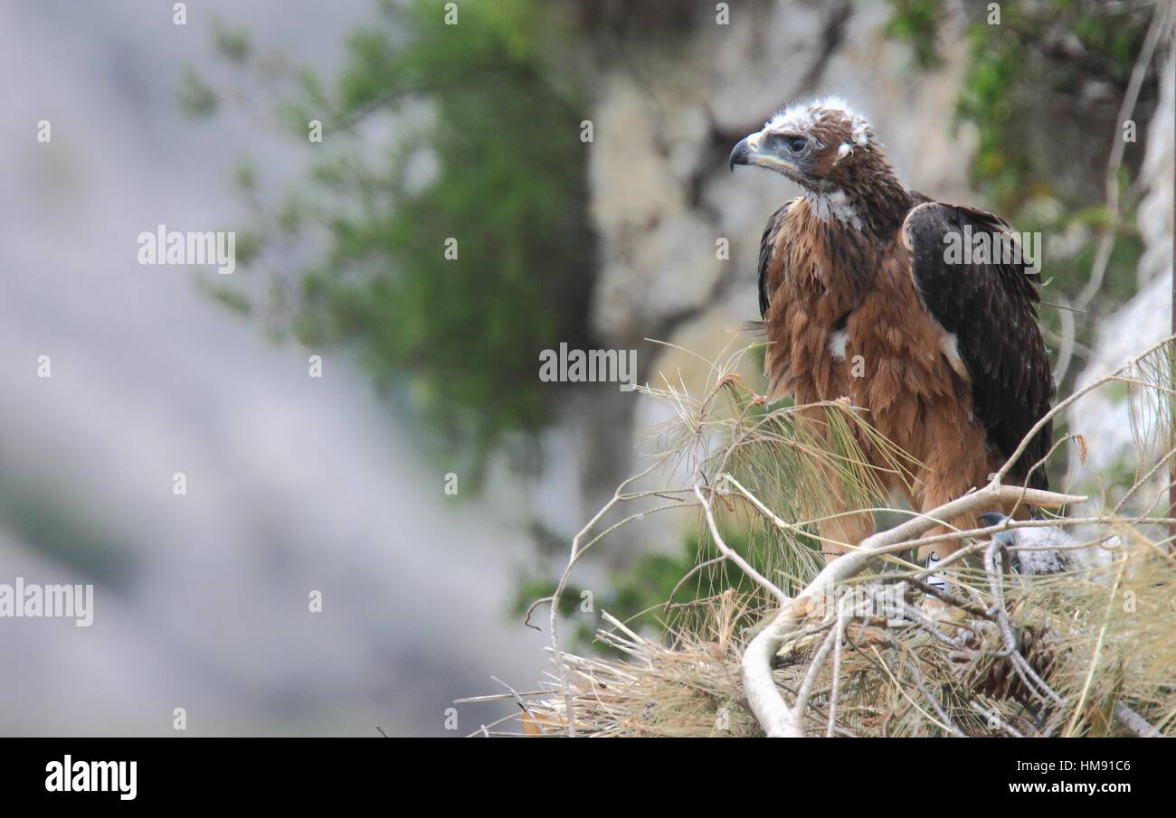Aves de pollo hi-res stock photography and images - Alamy