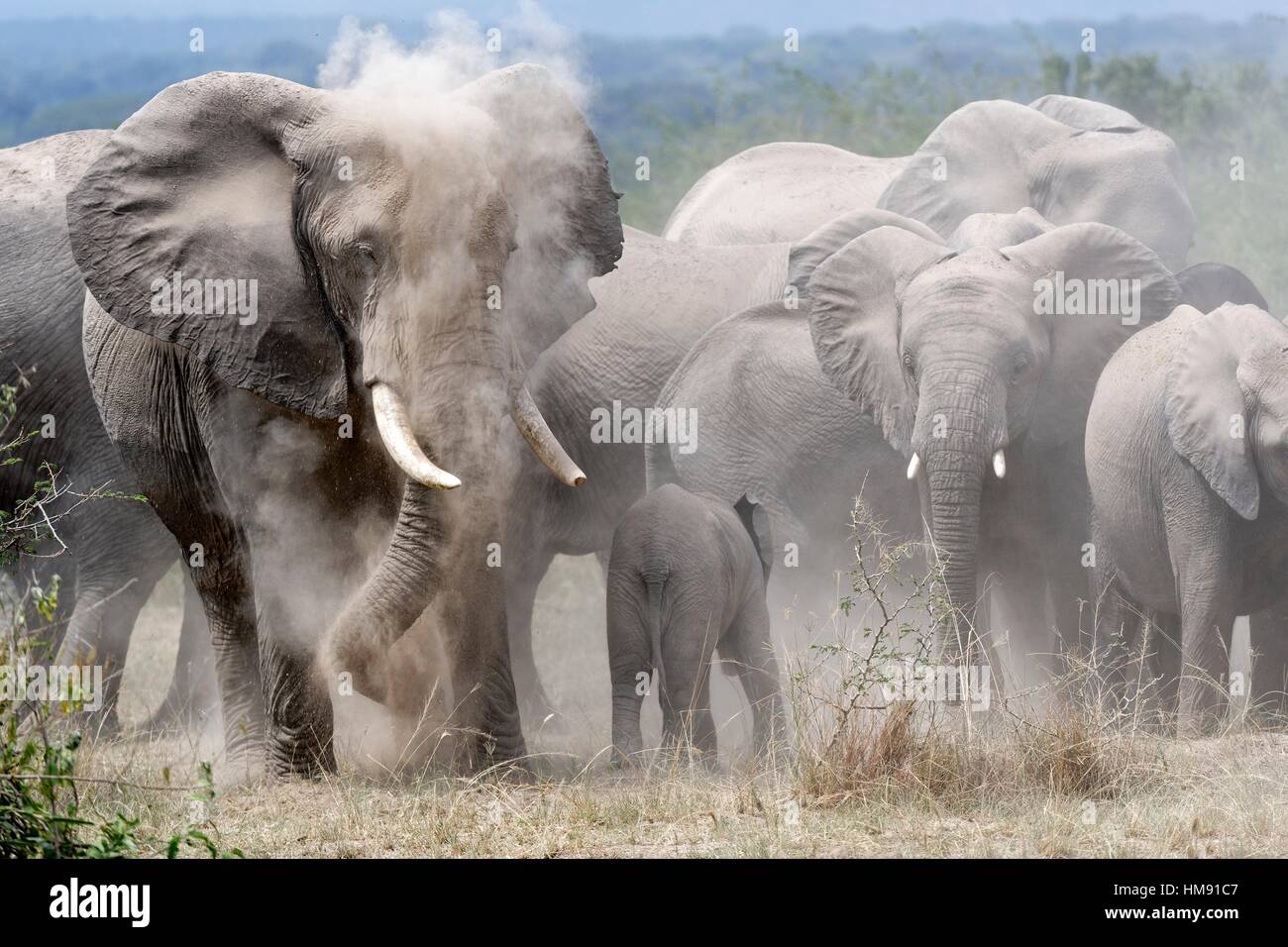 Dust bath hi-res stock photography and images - Alamy