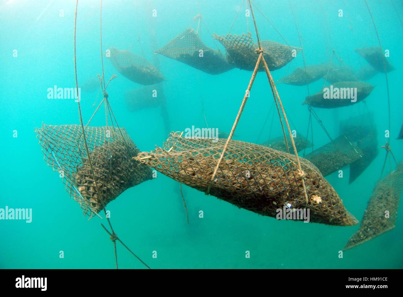 Shellfish aquaculture in the south of France Stock Photo - Alamy