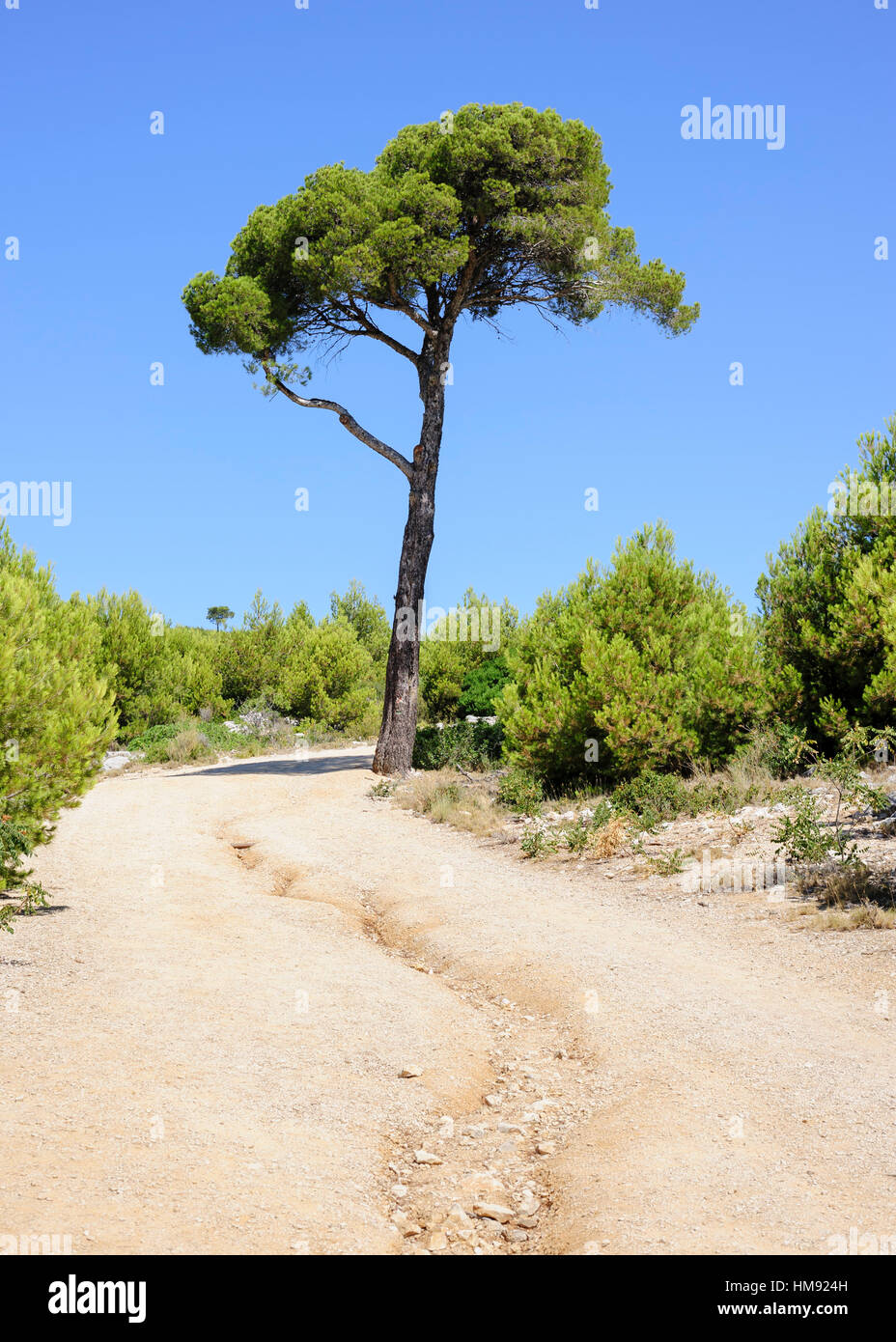 Mediterranean parasol pine tree, South of France, Europe Stock Photo ...