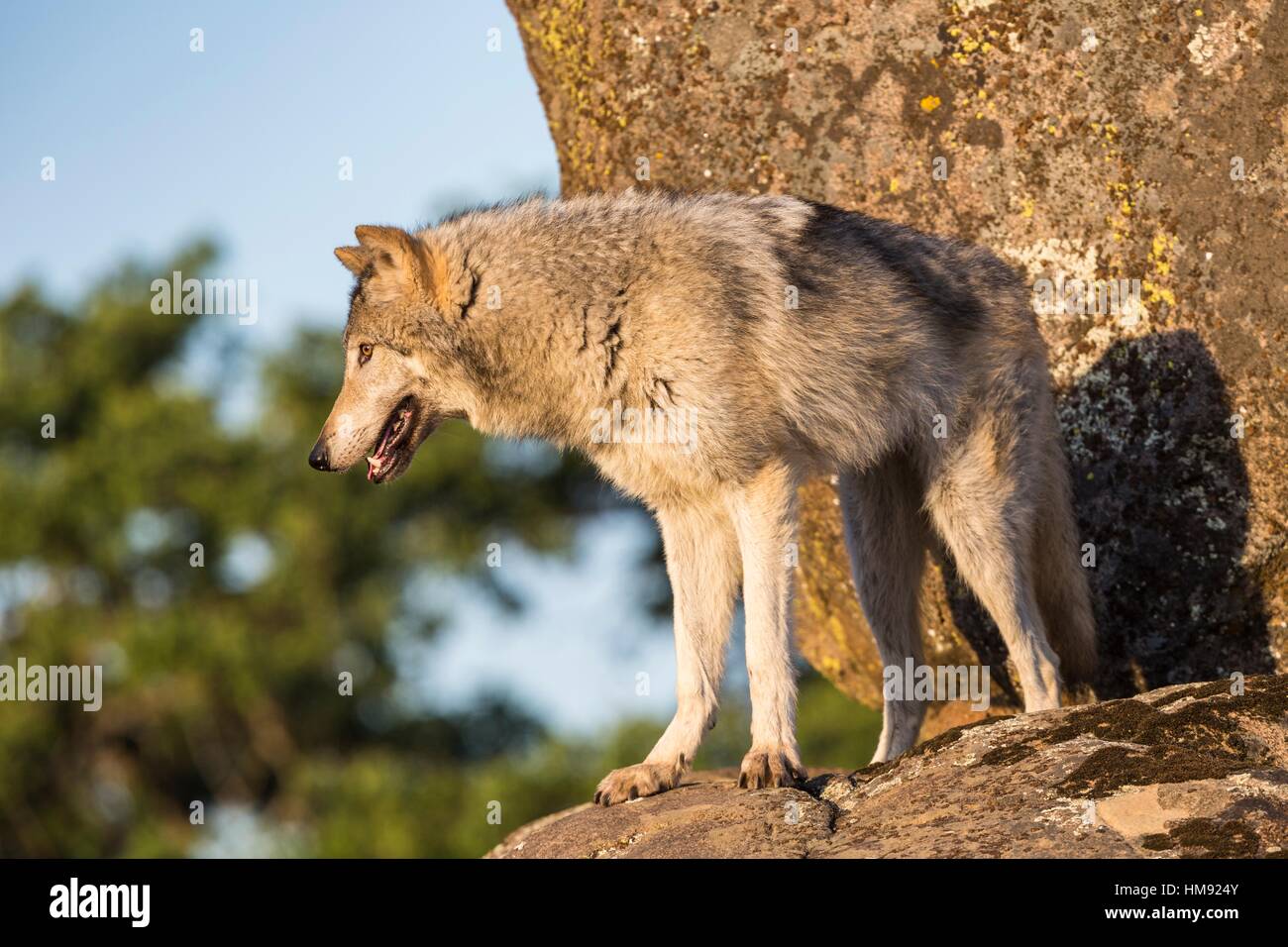 Standing wolf hi-res stock photography and images - Alamy