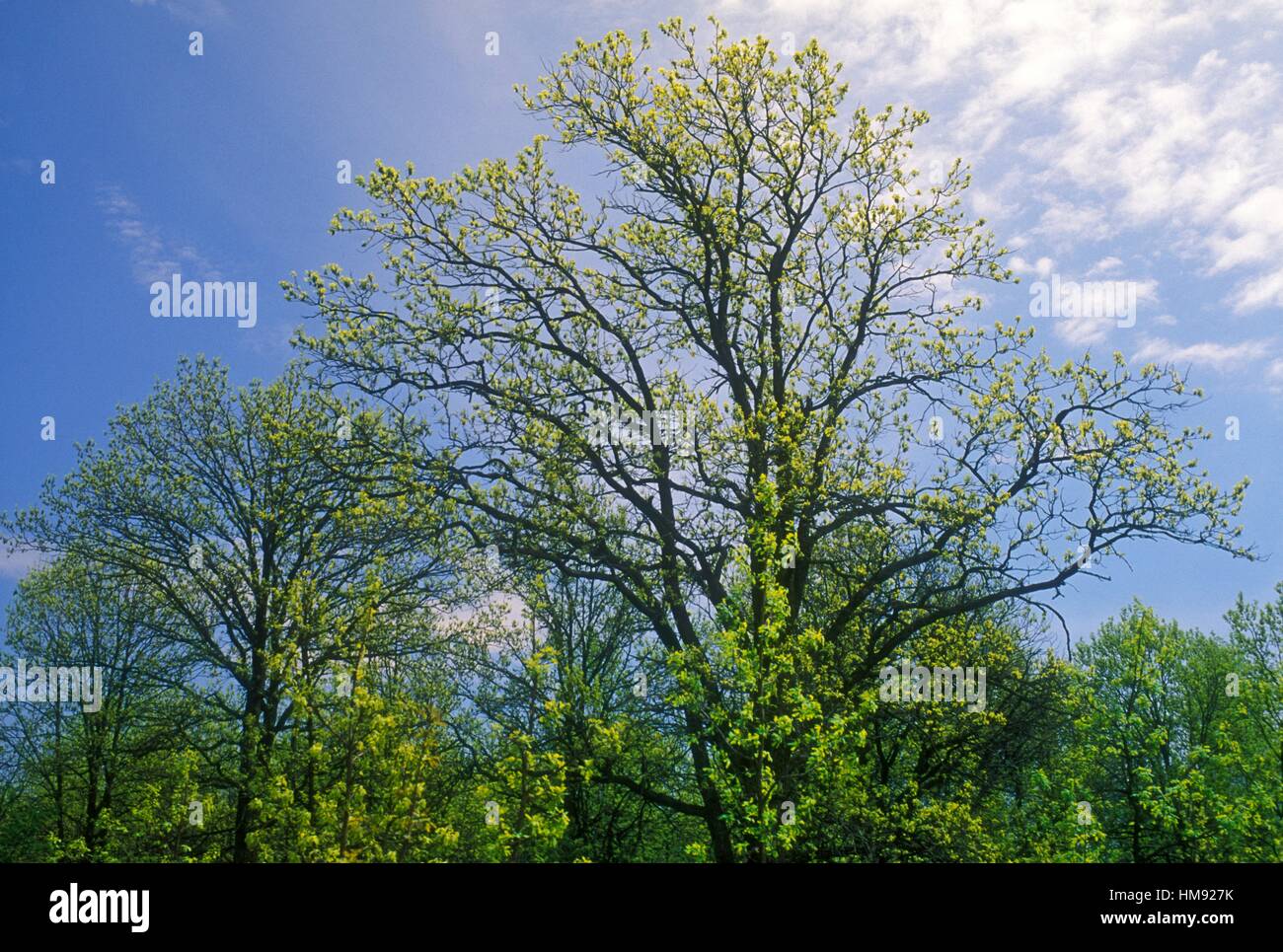 Quercus rubra tall hi-res stock photography and images - Alamy