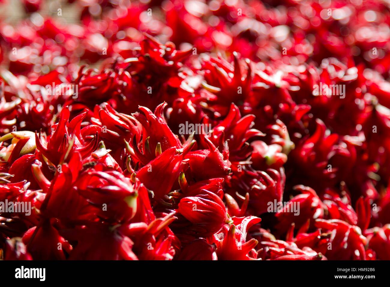 Hibiscus karkade hi-res stock photography and images - Alamy