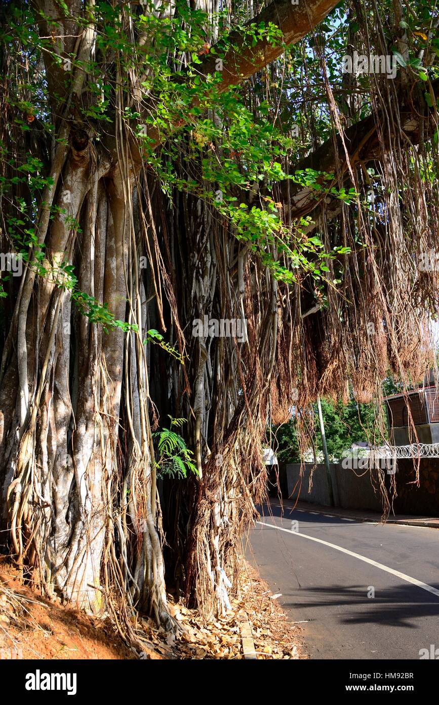 Bengal Fig High Resolution Stock Photography and Images - Alamy