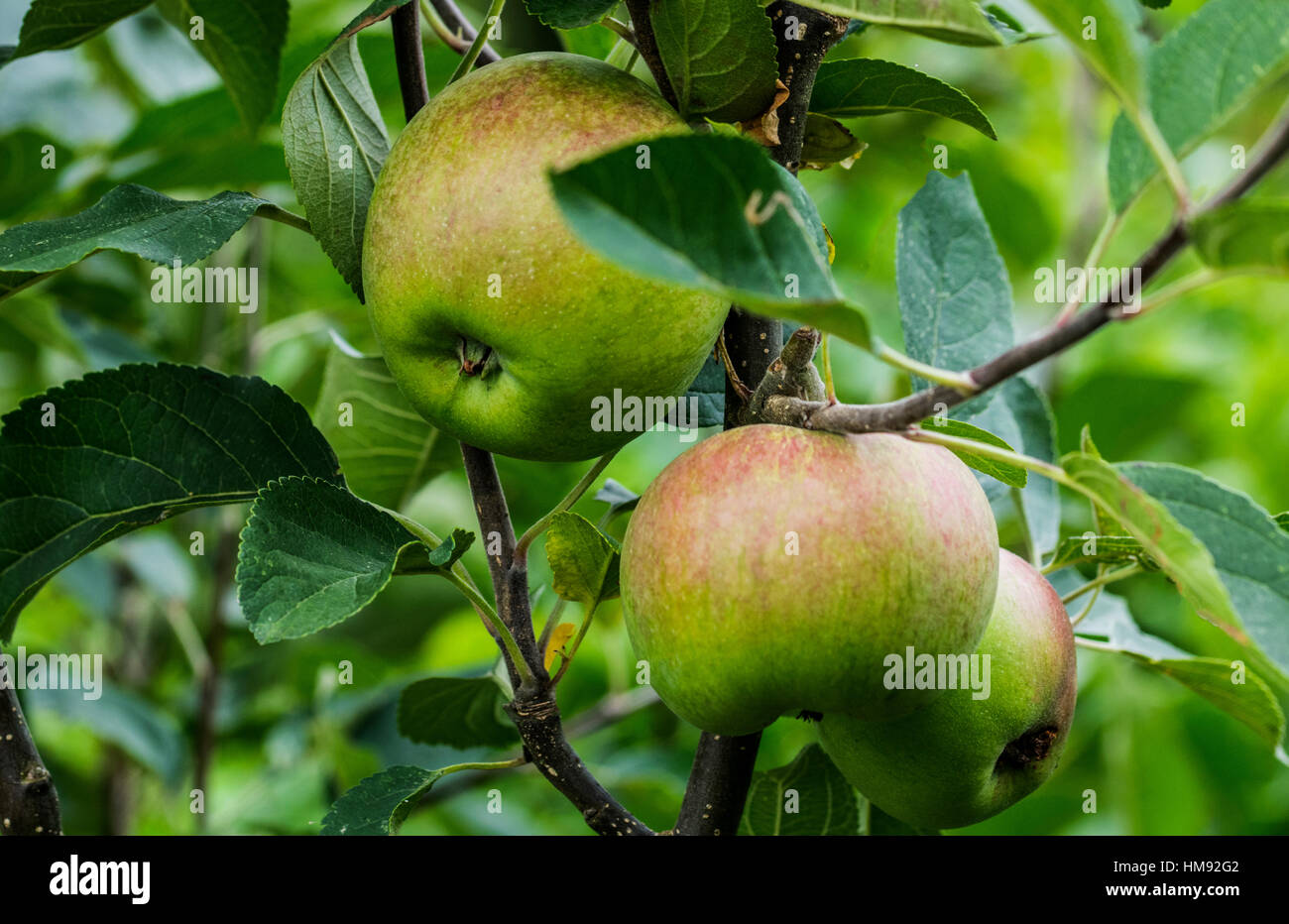 Fresh apples on tree Stock Photo - Alamy