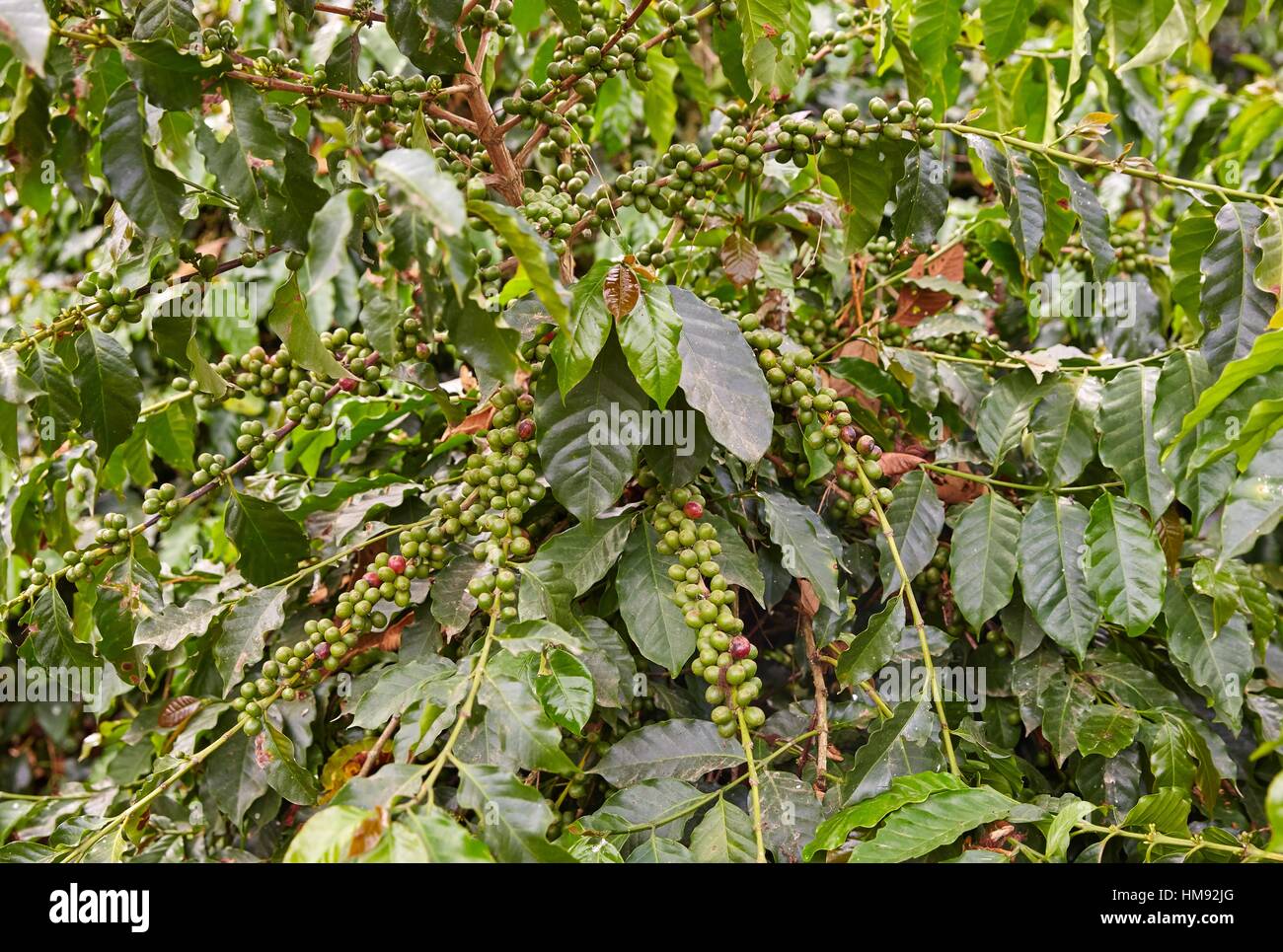 Cafetal, Coffee plantations, Coffee Cultural Landscape, Buenavista ...