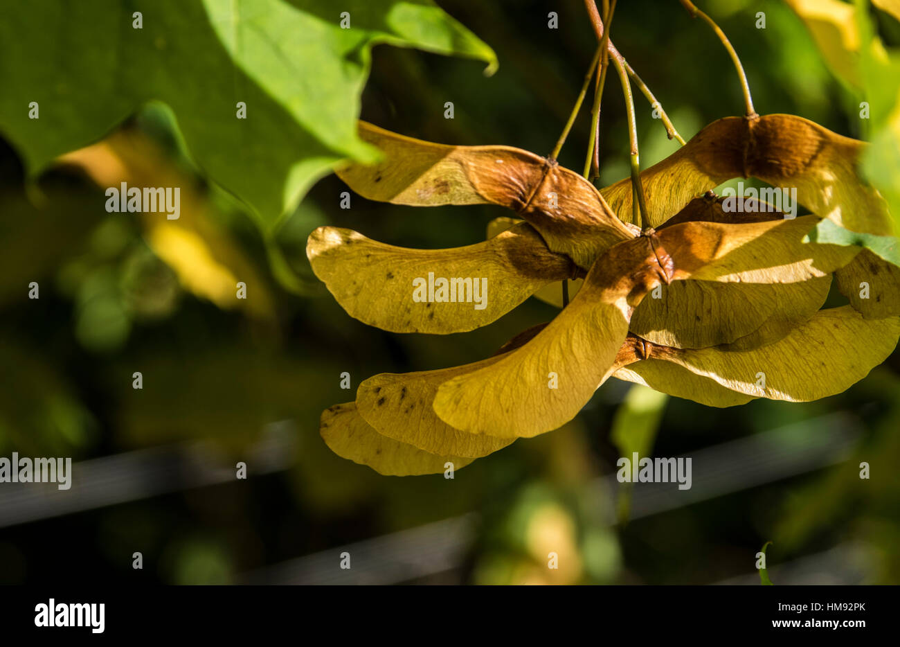 Seeds on tree at Autumn Stock Photo - Alamy