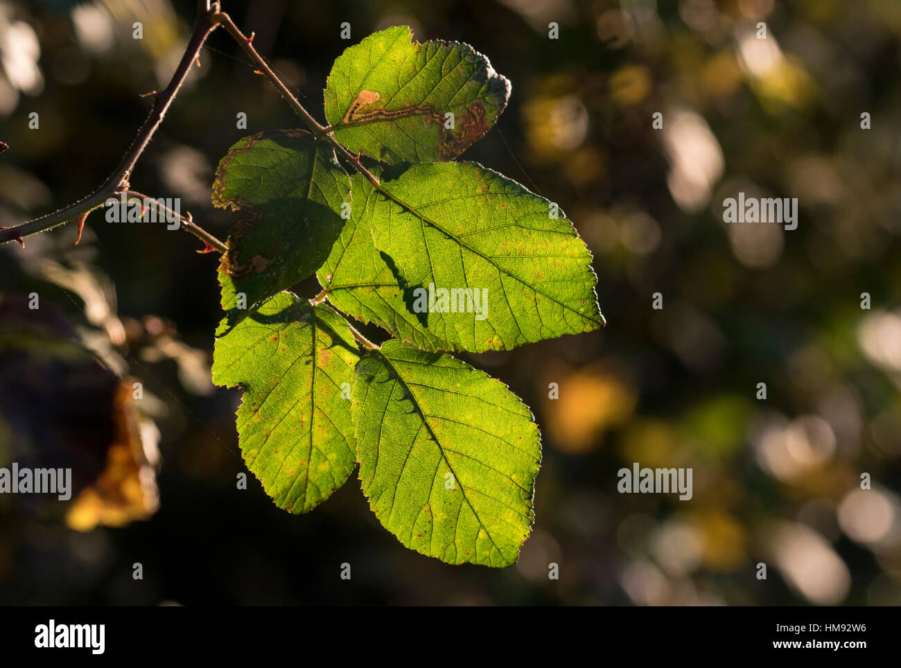 Autumn leaves in sunlight Stock Photo - Alamy