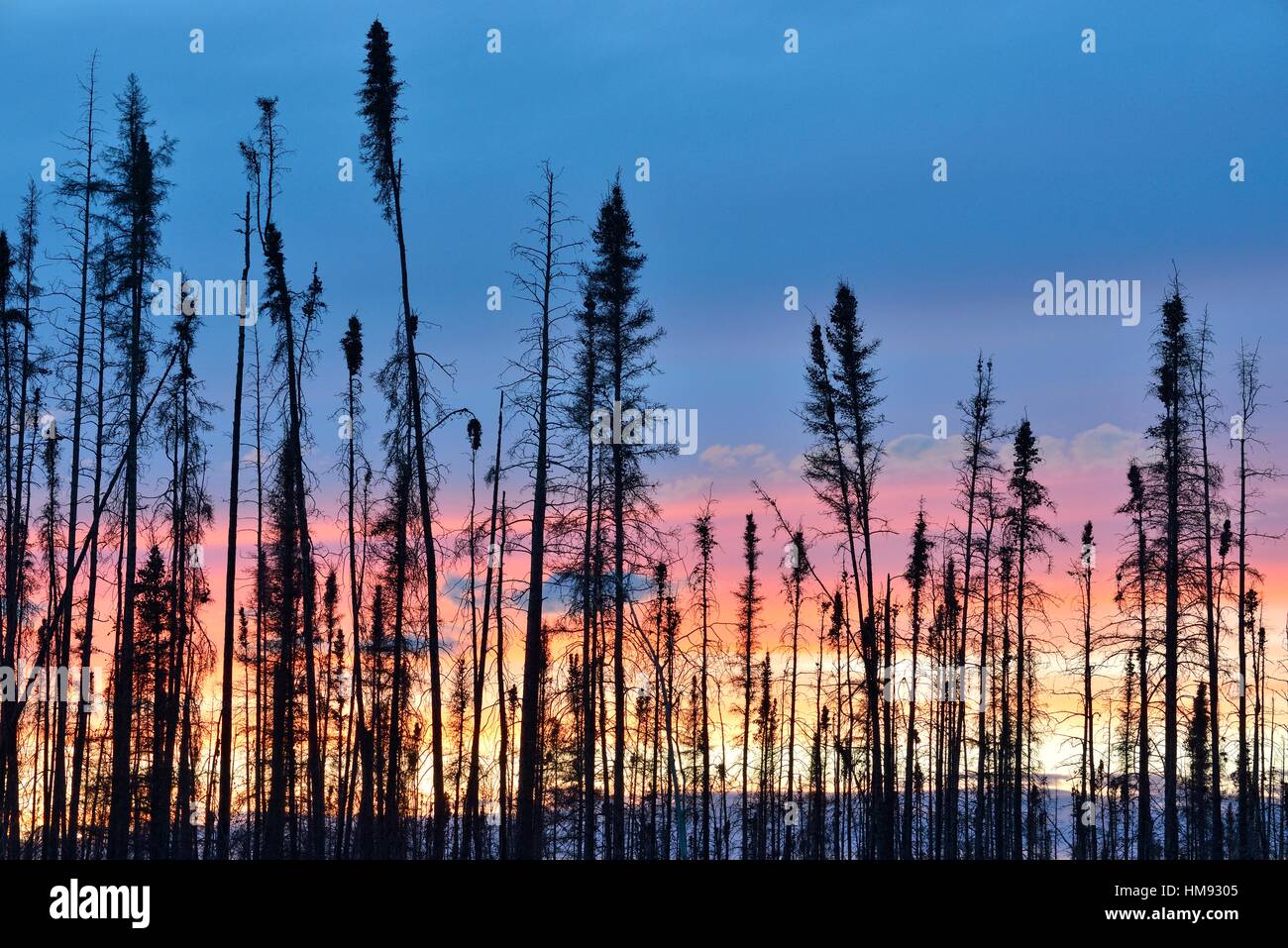 Canada boreal forest fire hi-res stock photography and images - Alamy