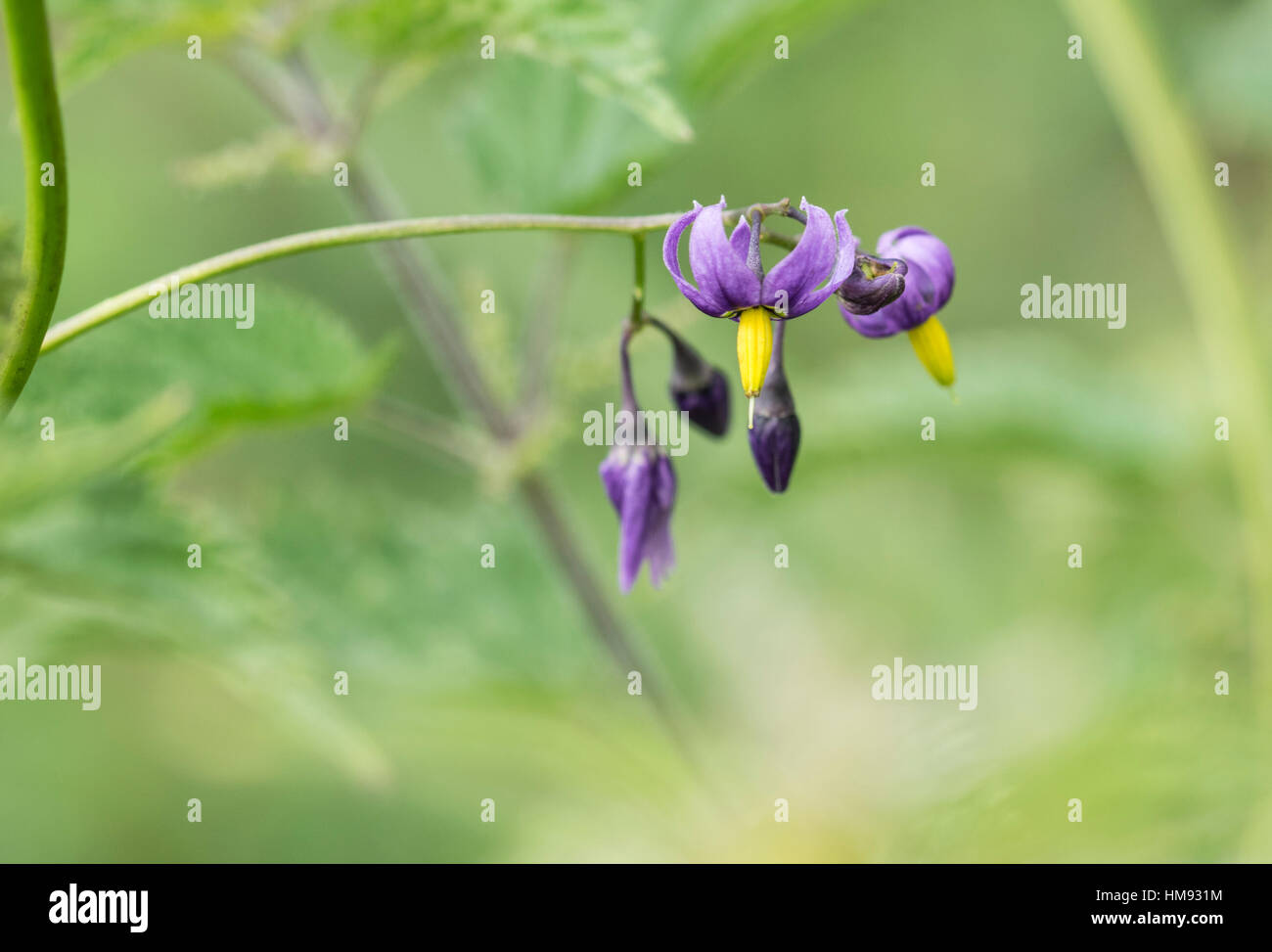 Bittersweet flowers hi-res stock photography and images - Alamy