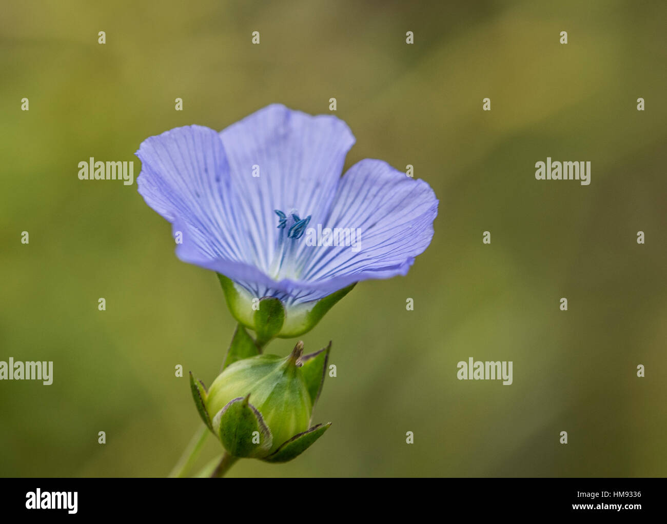 Flax poppy field hi-res stock photography and images - Alamy