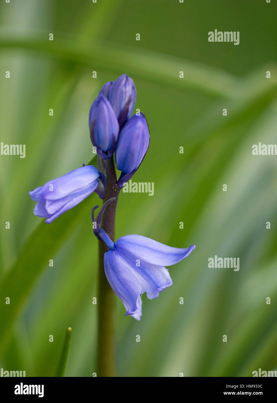 Bluebell Wildflower blooms Stock Photo - Alamy