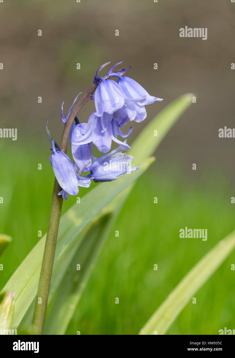 Pale bluebell flower hi-res stock photography and images - Alamy