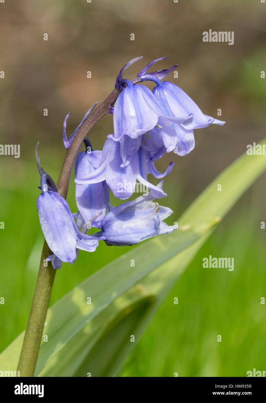 Bluebell Wildflower blooms Stock Photo - Alamy
