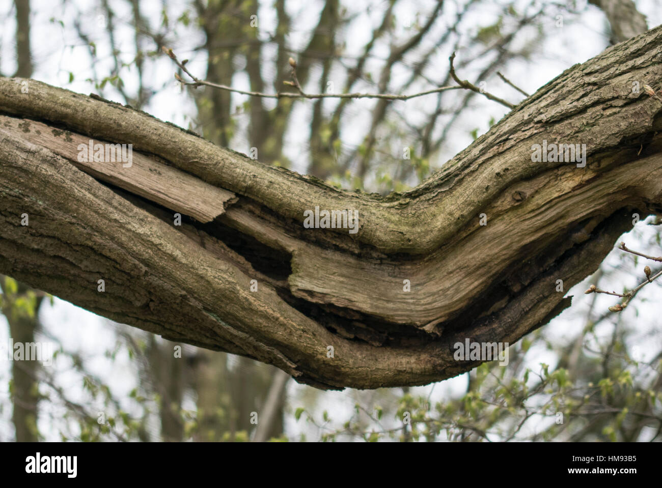 Curved branch of tree Stock Photo - Alamy
