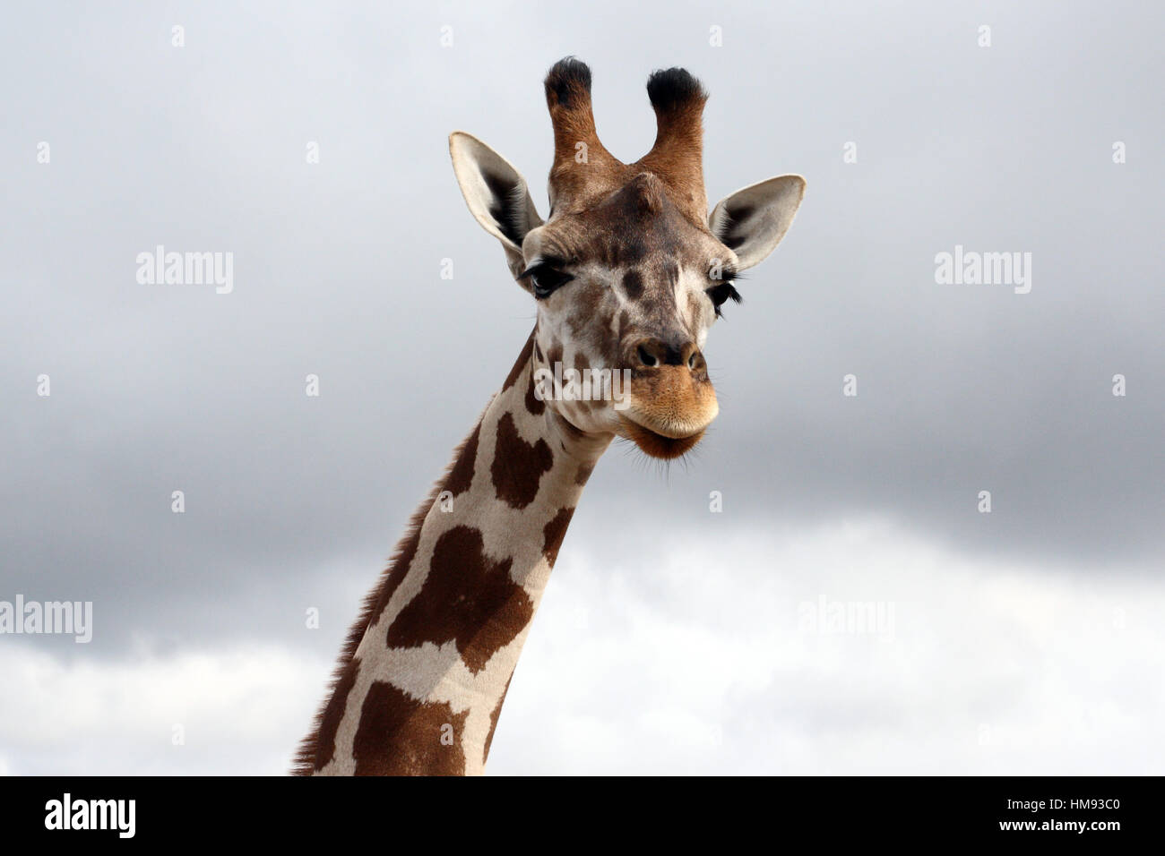 the long neck of the giraffe Stock Photo - Alamy
