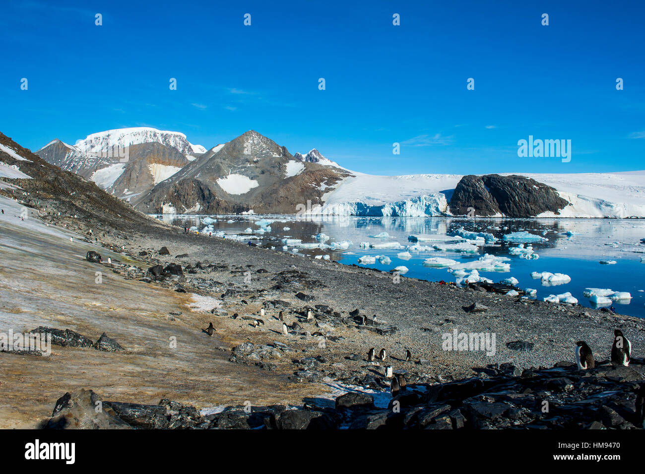 Adelie penguin (Pygoscelis adeliae) colony in Hope Bay, Antarctica ...