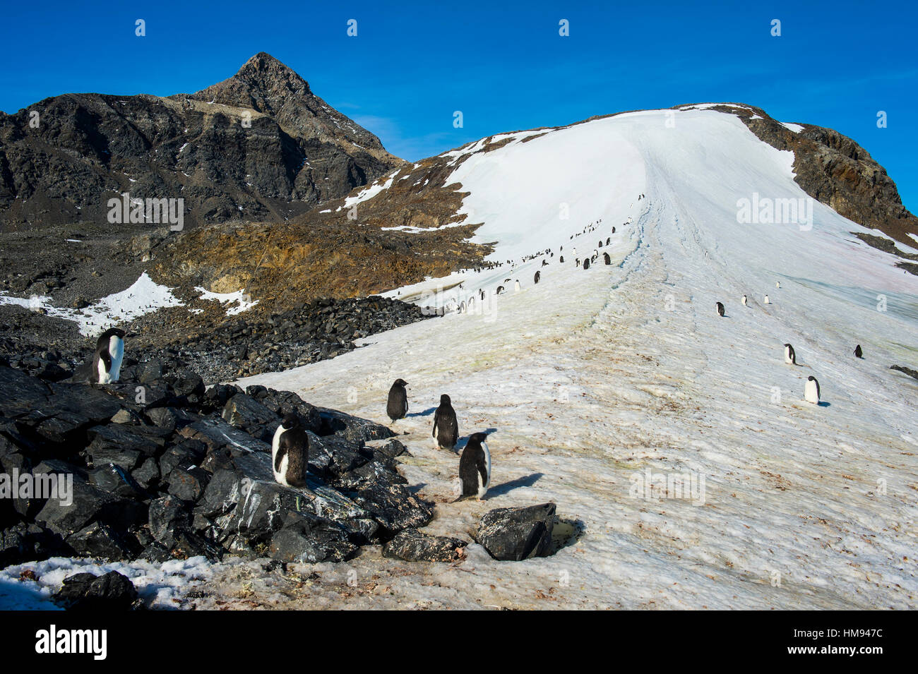Adelie penguin (Pygoscelis adeliae) colony in Hope Bay, Antarctica ...