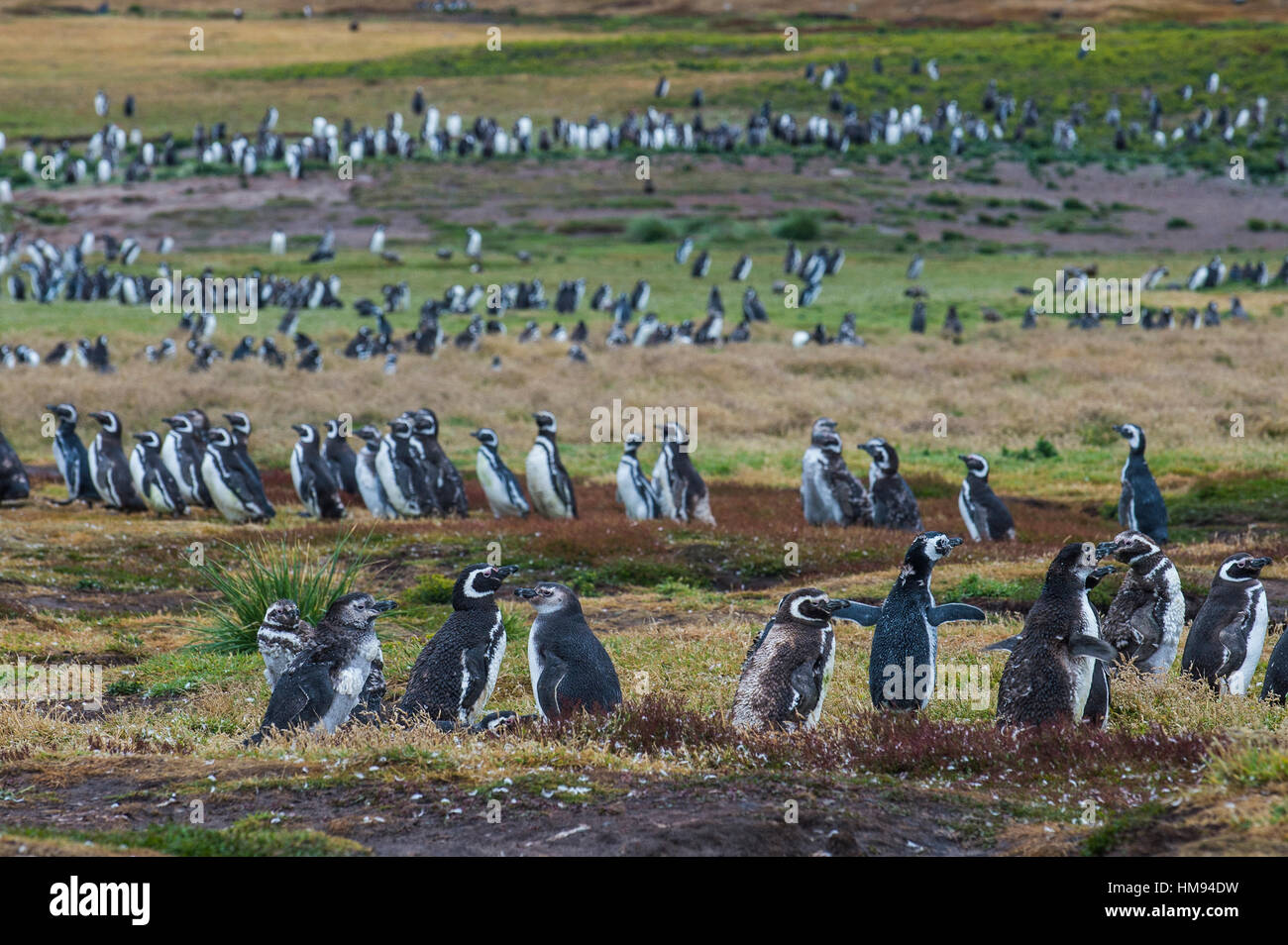 Magellanic penguin (Spheniscus magellanicus) colony, Carcass Island ...