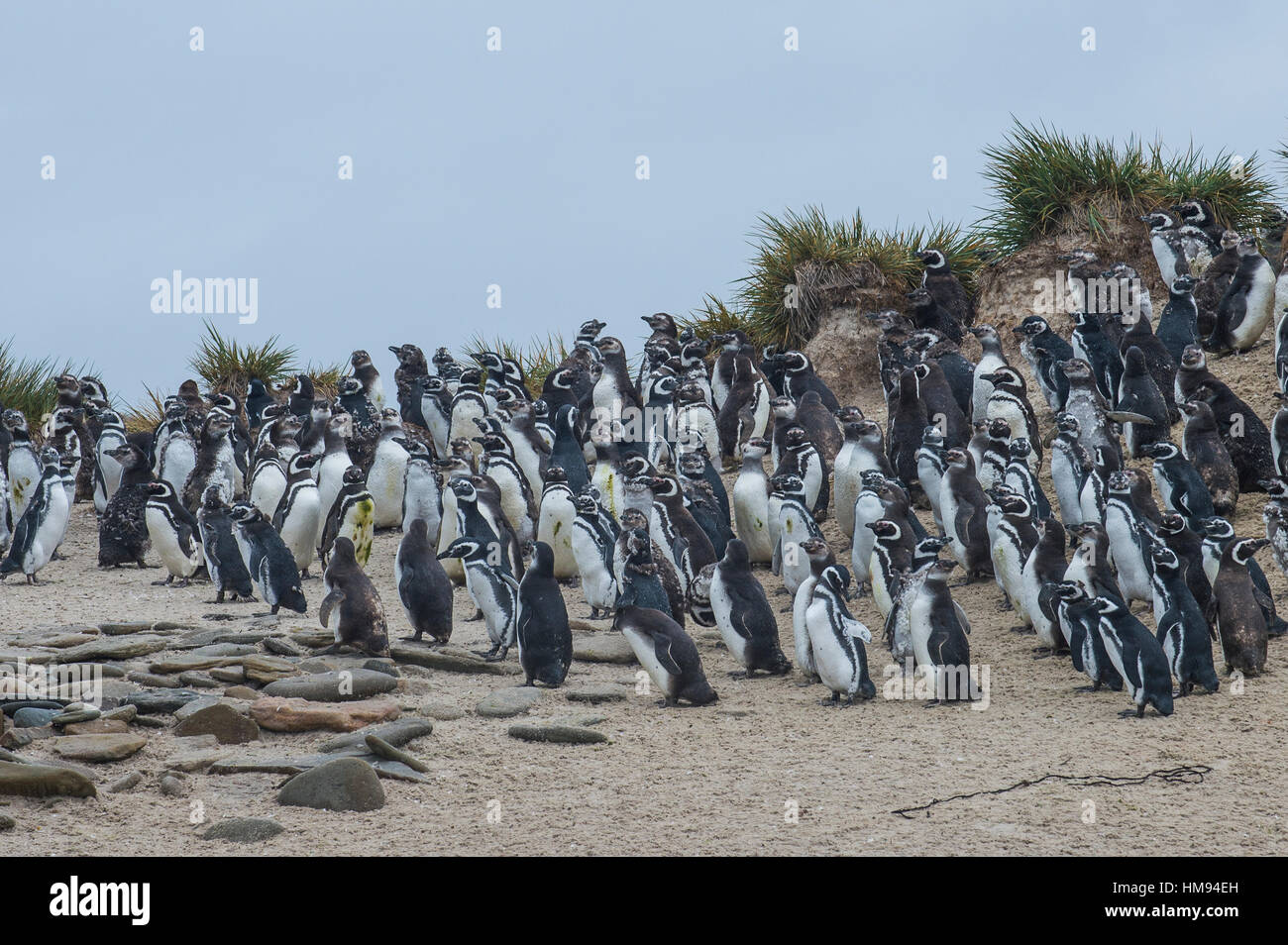 Magellanic penguin (Spheniscus magellanicus) colony, Carcass Island ...