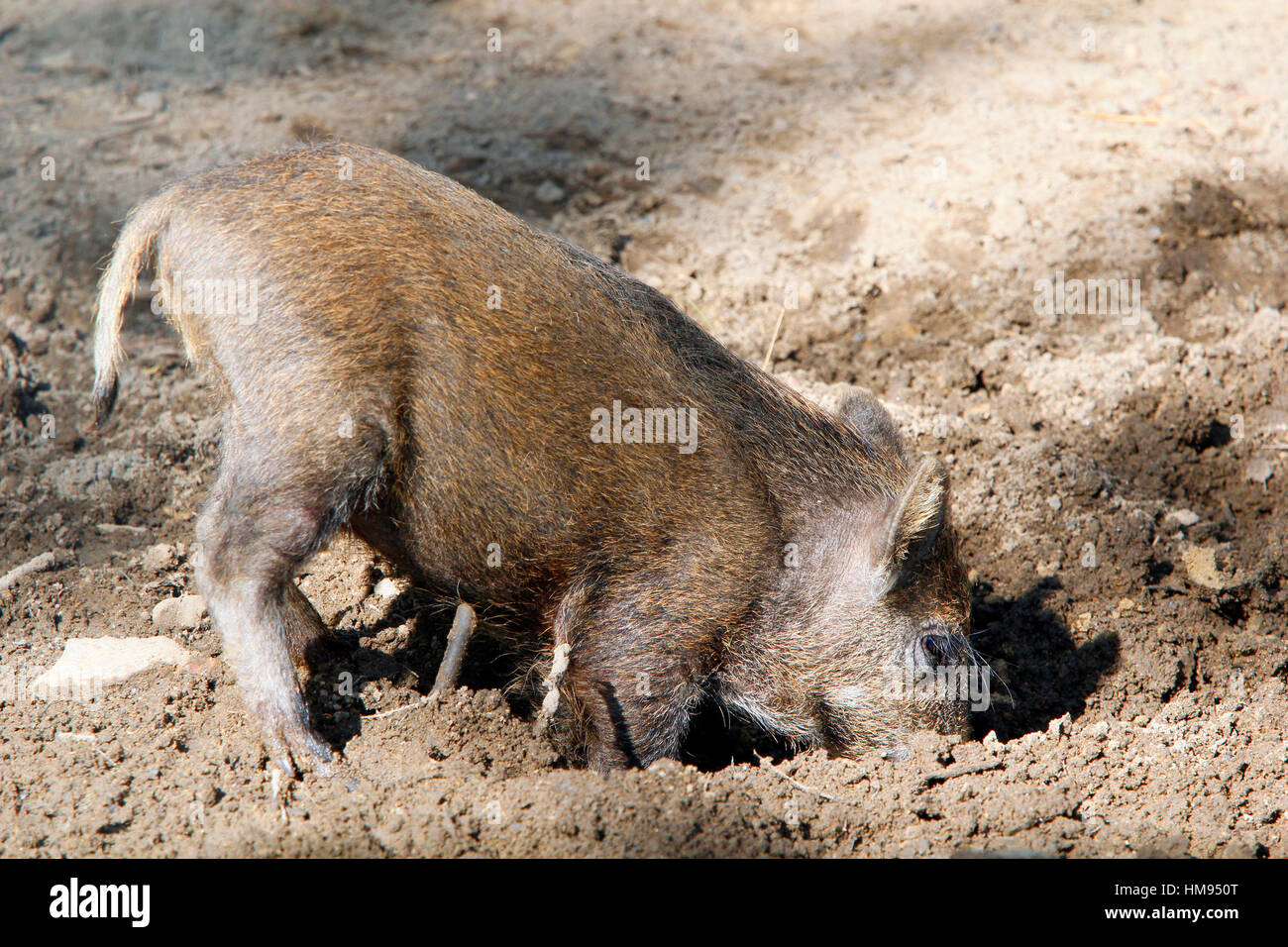 France, Burgundy, Yonne. Area of Saint Fargeau and Boutissaint. Slab ...