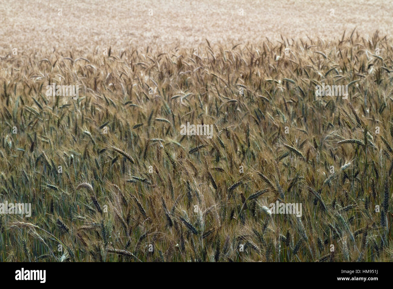 France, Limousin, triticale field, hybrid of wheat and rye, near ...