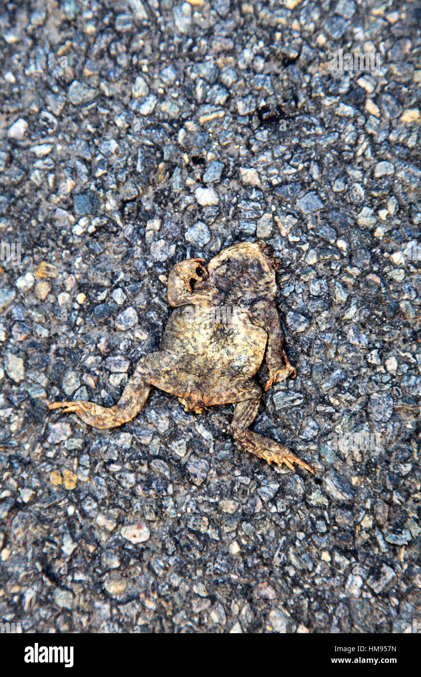 Frog dish hi-res stock photography and images - Alamy