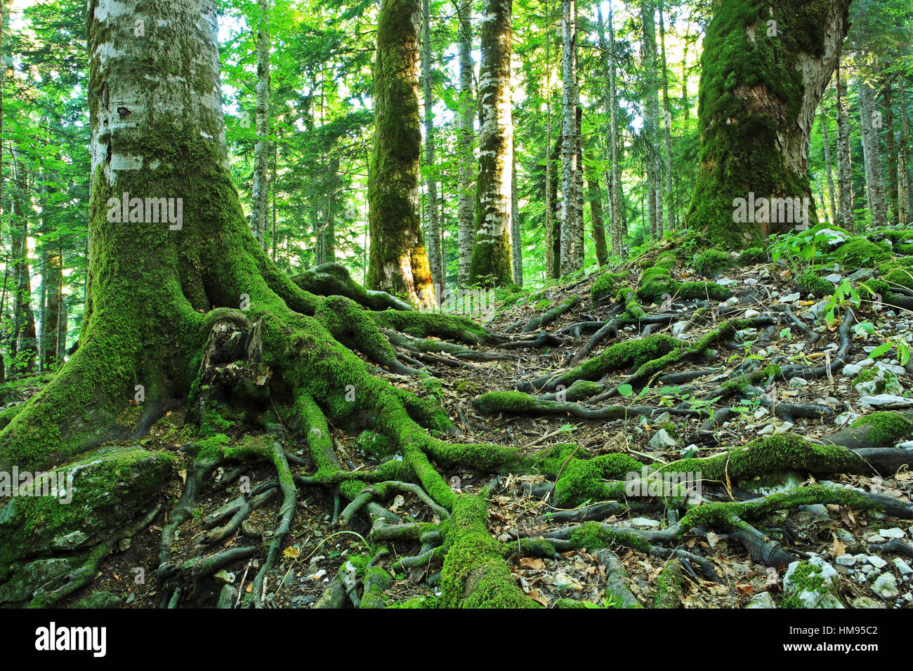 Montenegro National Park High Resolution Stock Photography and Images ...