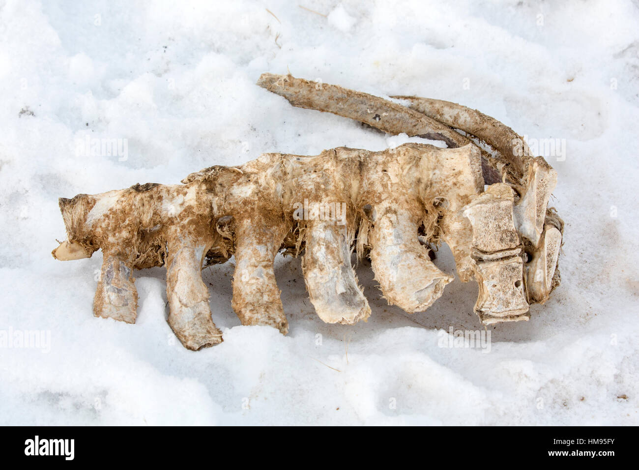 Skeleton of animal hi-res stock photography and images - Alamy