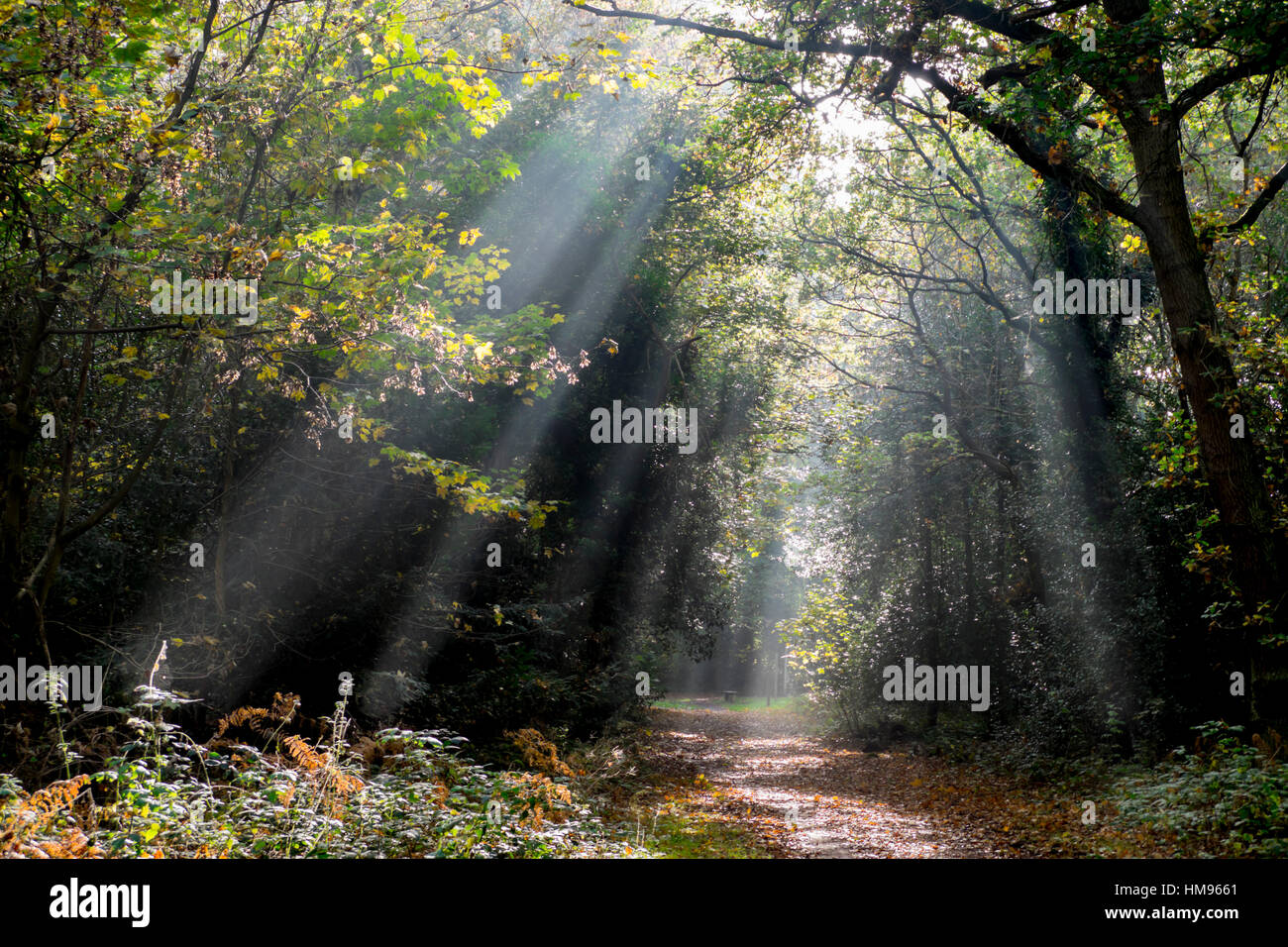 Surrey forest hi-res stock photography and images - Alamy