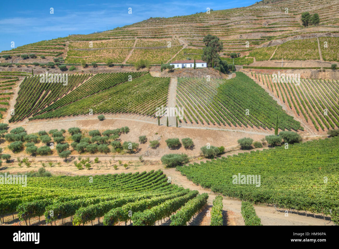 Portugal valley vineyard alto douro hi-res stock photography and images ...