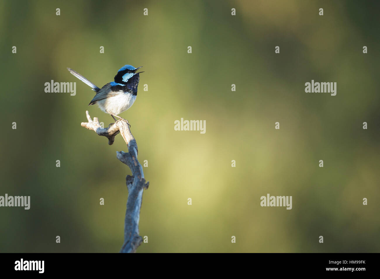 Male Superb Fairy Wren (Blue Wren) - Australia Stock Photo - Alamy