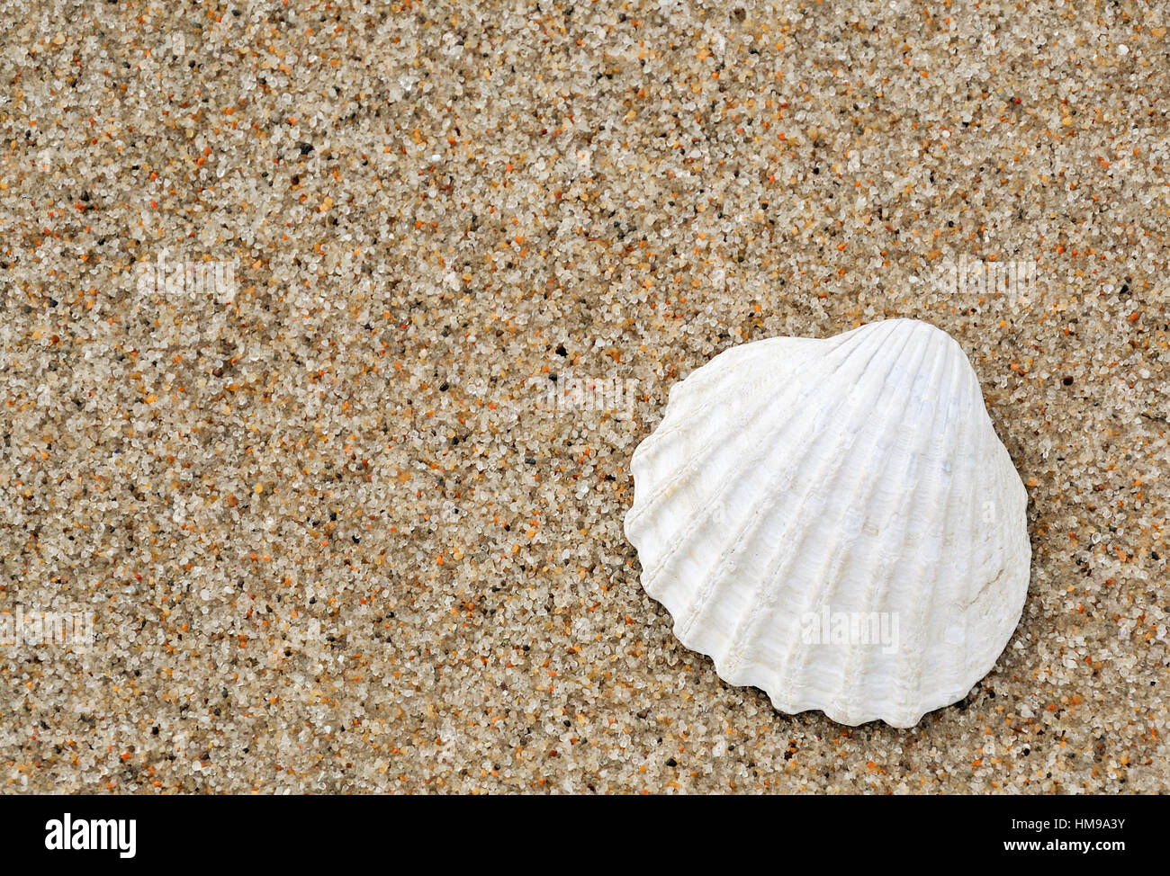 Shell on the beach Stock Photo - Alamy