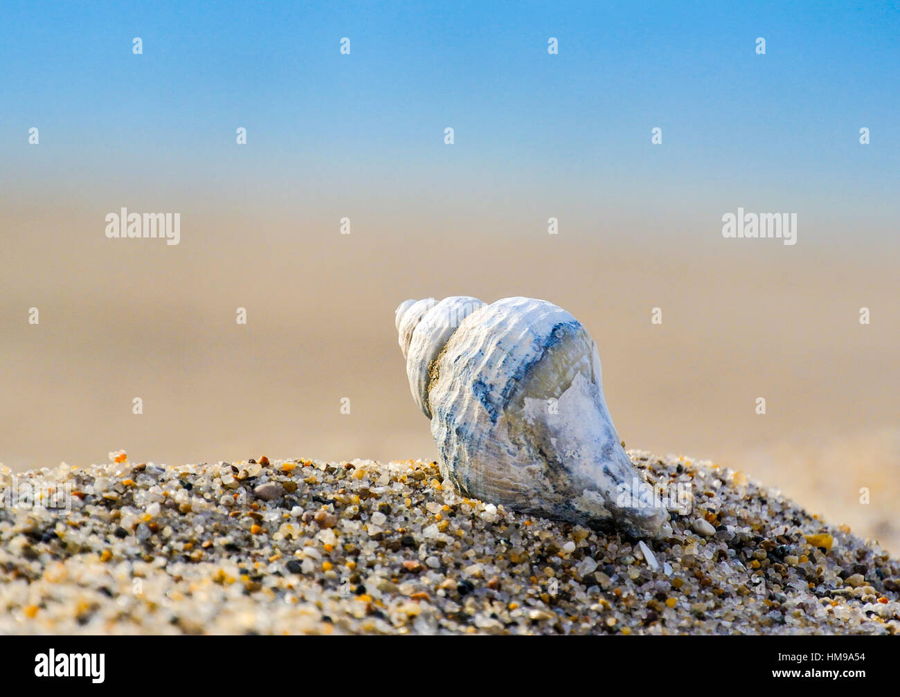 Shell at the beach with blue and brown background Stock Photo - Alamy