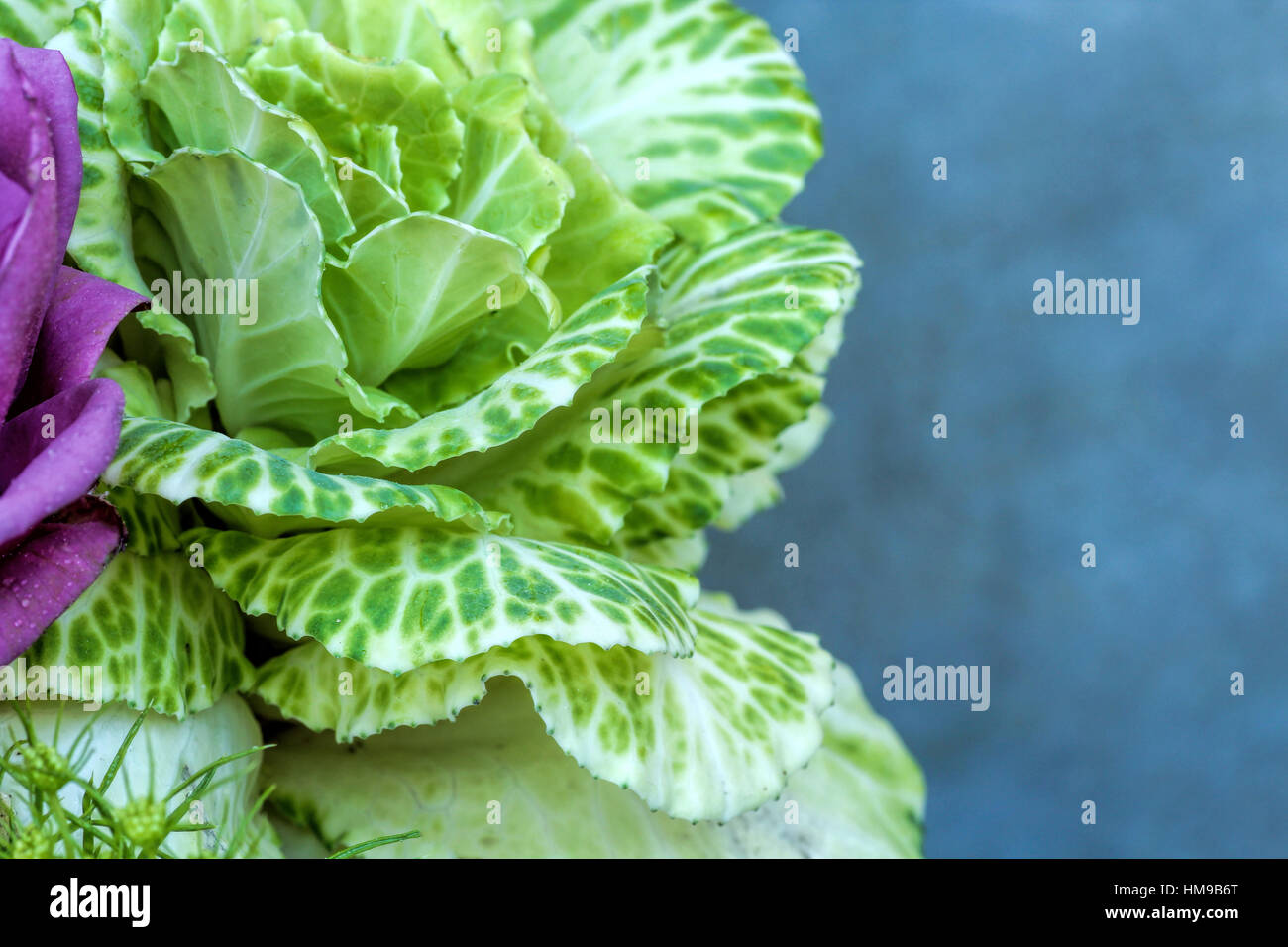 Cabbage roses hi-res stock photography and images - Alamy