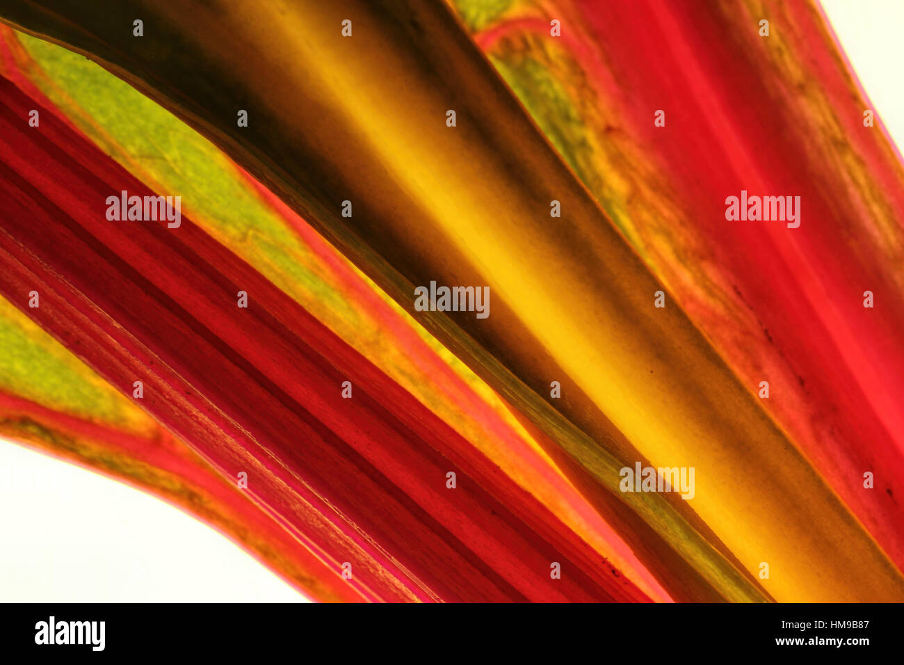stunning rainbow chard stalks up close Stock Photo - Alamy