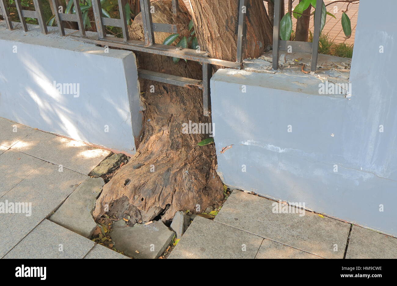 Structural damage caused by tree root in Shanghai China Stock Photo - Alamy