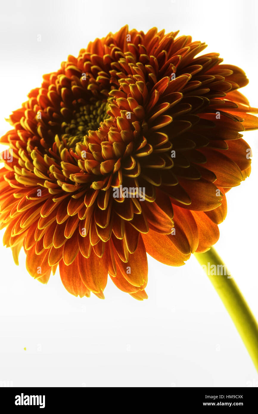 bright orange mumsie flower on a natural background Stock Photo - Alamy