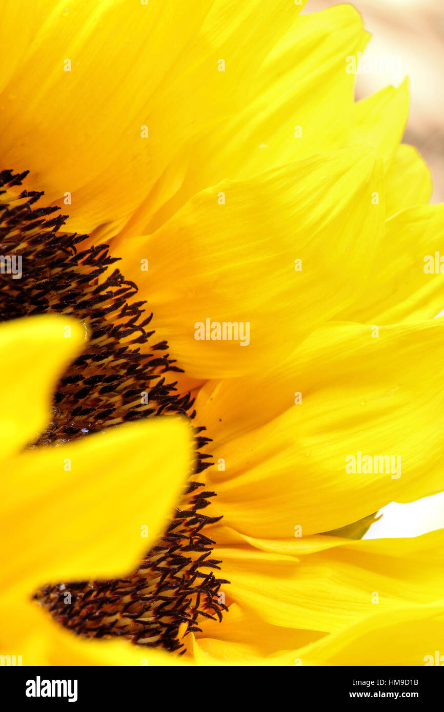 Sunflower light hi-res stock photography and images - Alamy