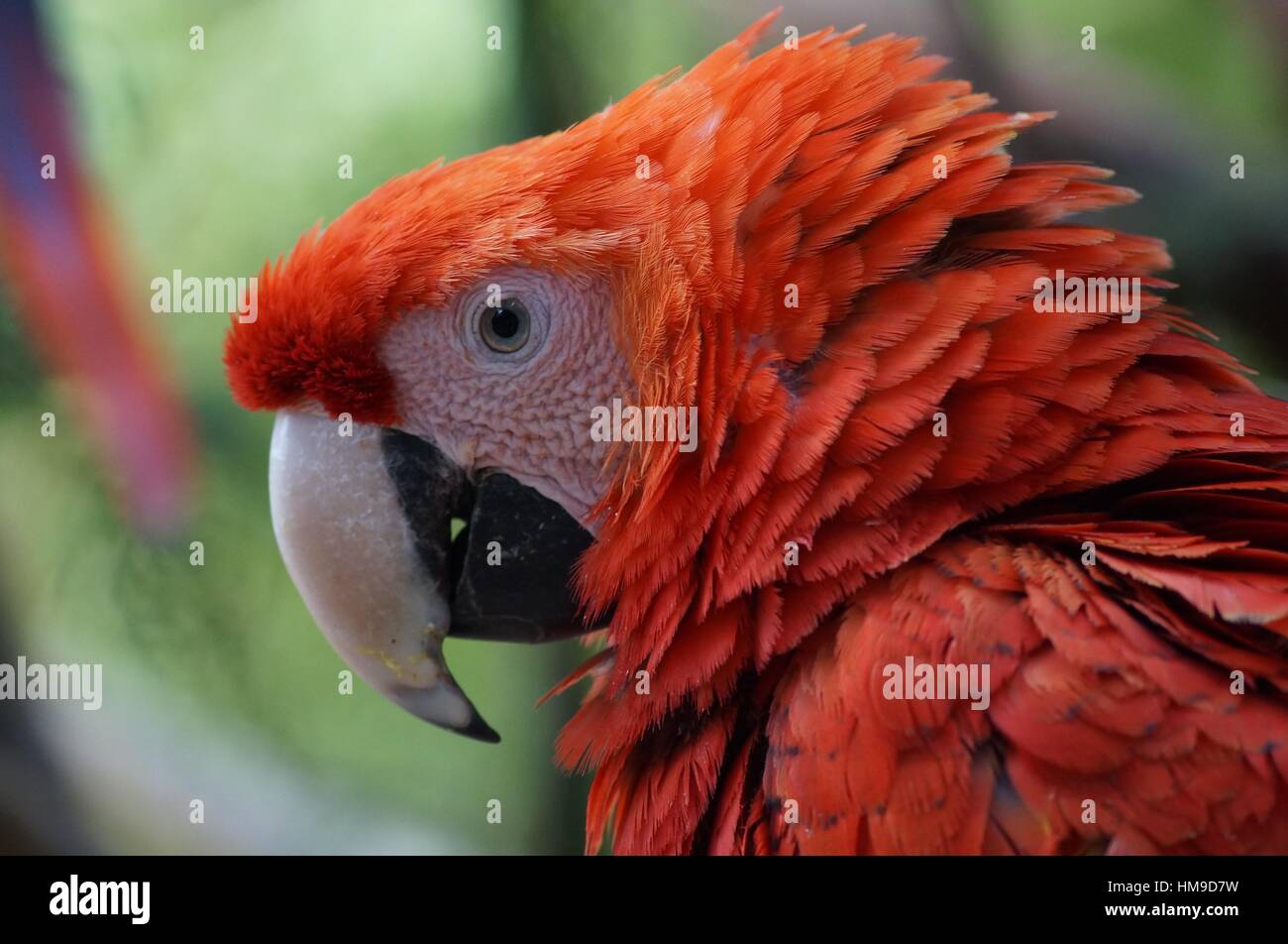 Scarlet Macaw up close Stock Photo - Alamy