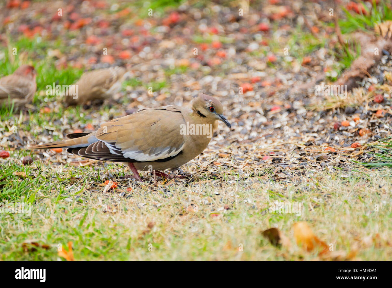 White-winged Dove,Zenaida asiatica, foraging on the ground in Oklahoma ...