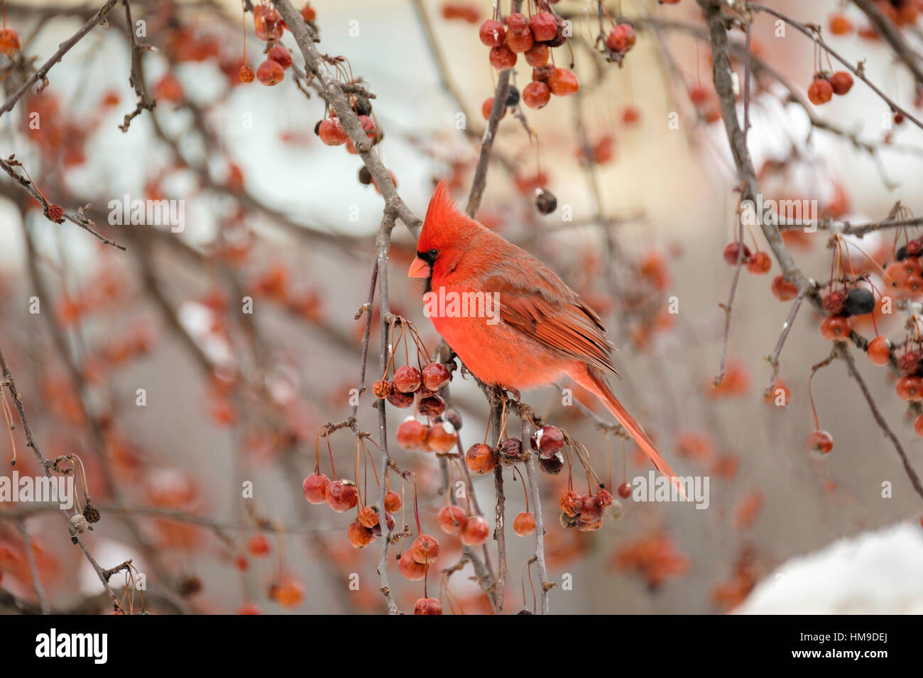 Malus 'cardinal' hi-res stock photography and images - Alamy