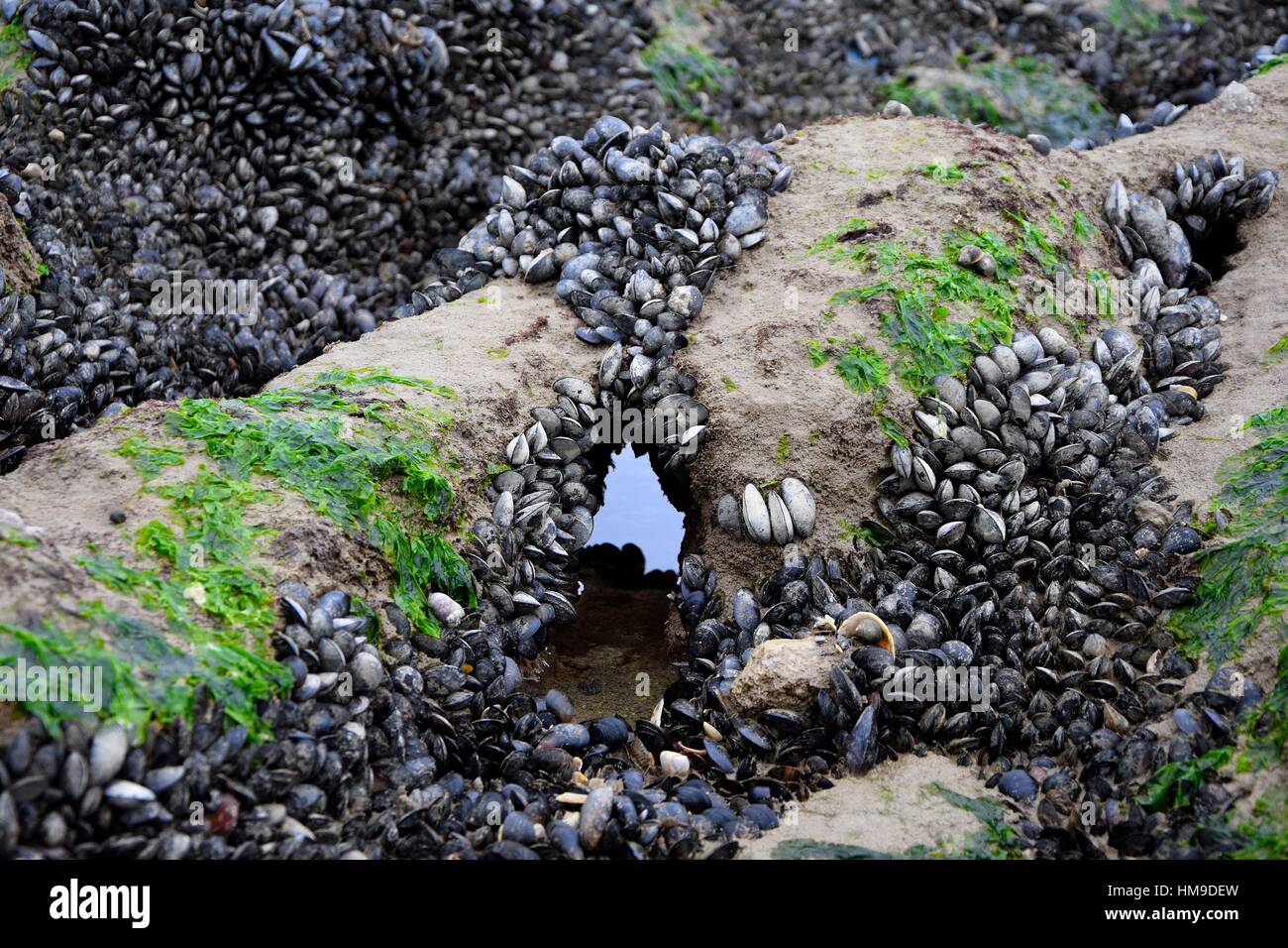 Mussel in the north in France Stock Photo - Alamy