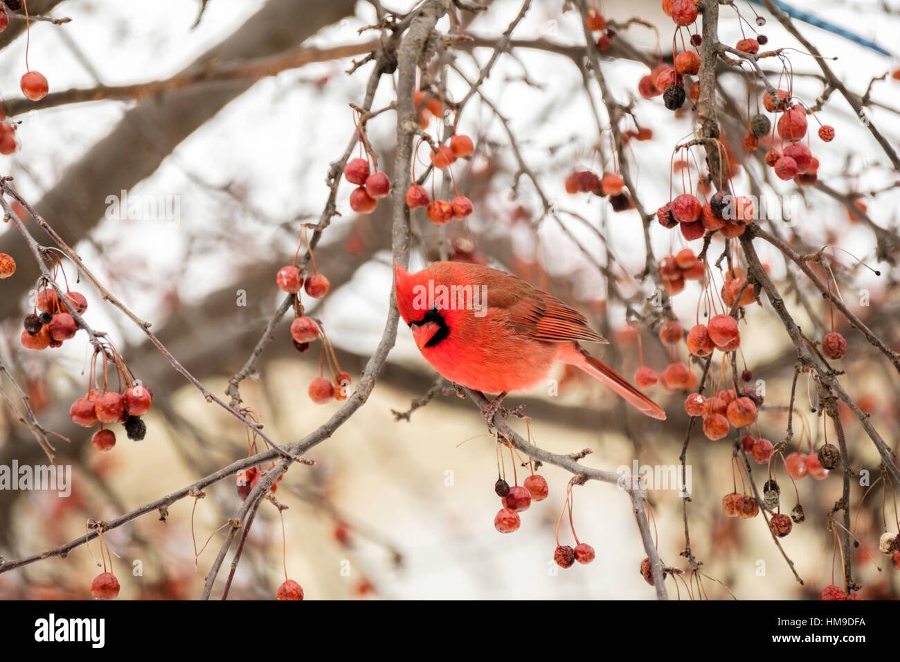Northern Cardinal male, Cardinalis cardinalis, perched in a crabapple ...