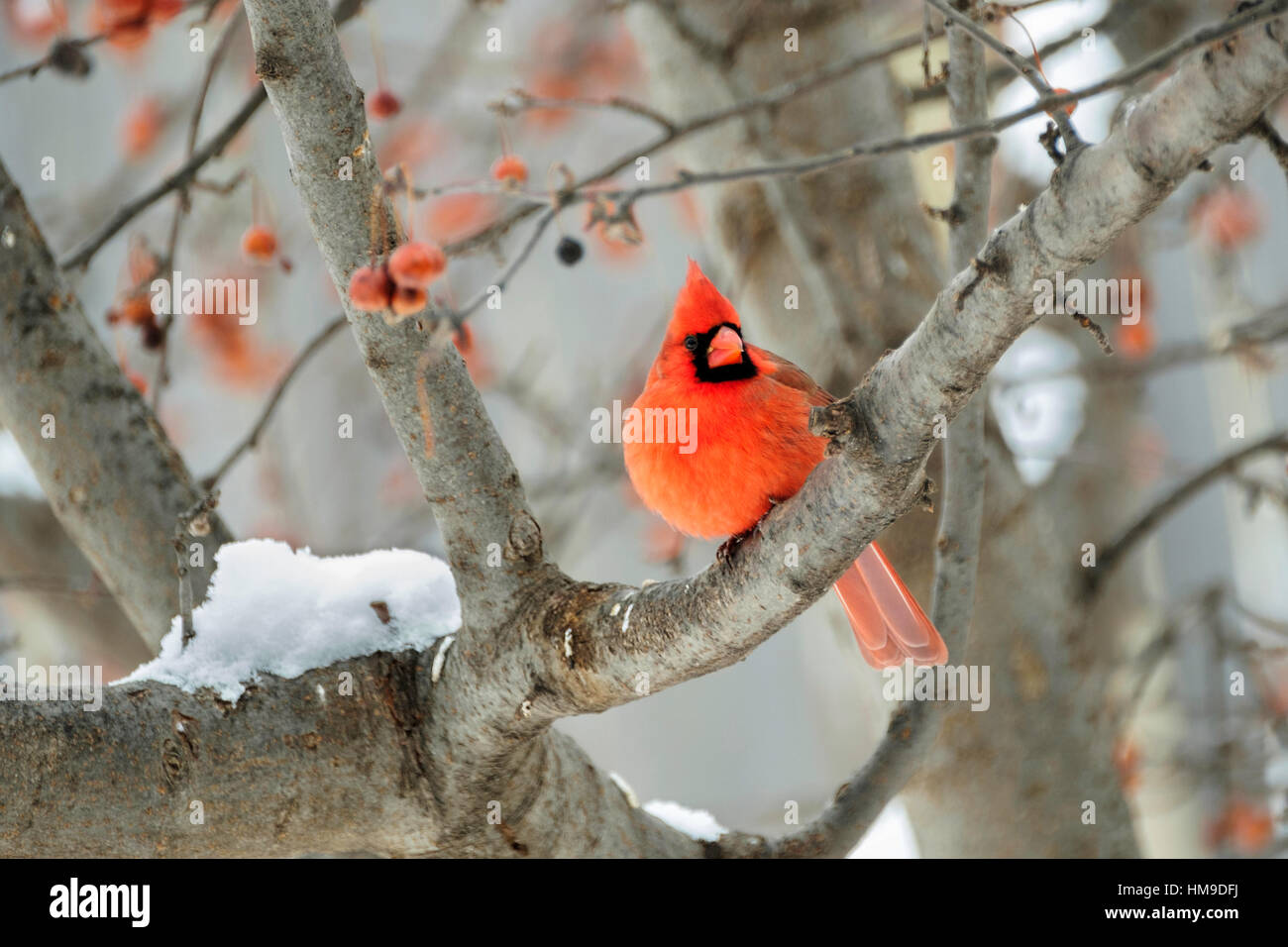 Northern Cardinal male, Cardinalis cardinalis, perched in a wintertime ...