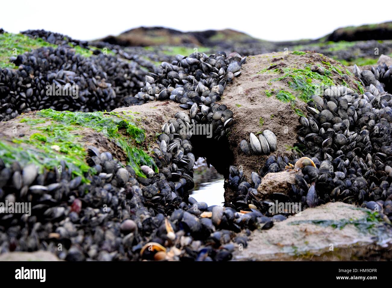 Mussel in the north in France Stock Photo - Alamy