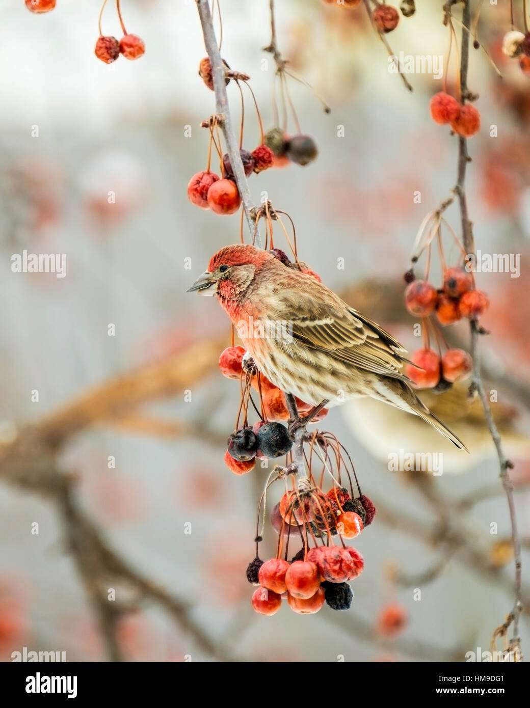 Fruit of the sunflower hi-res stock photography and images - Alamy