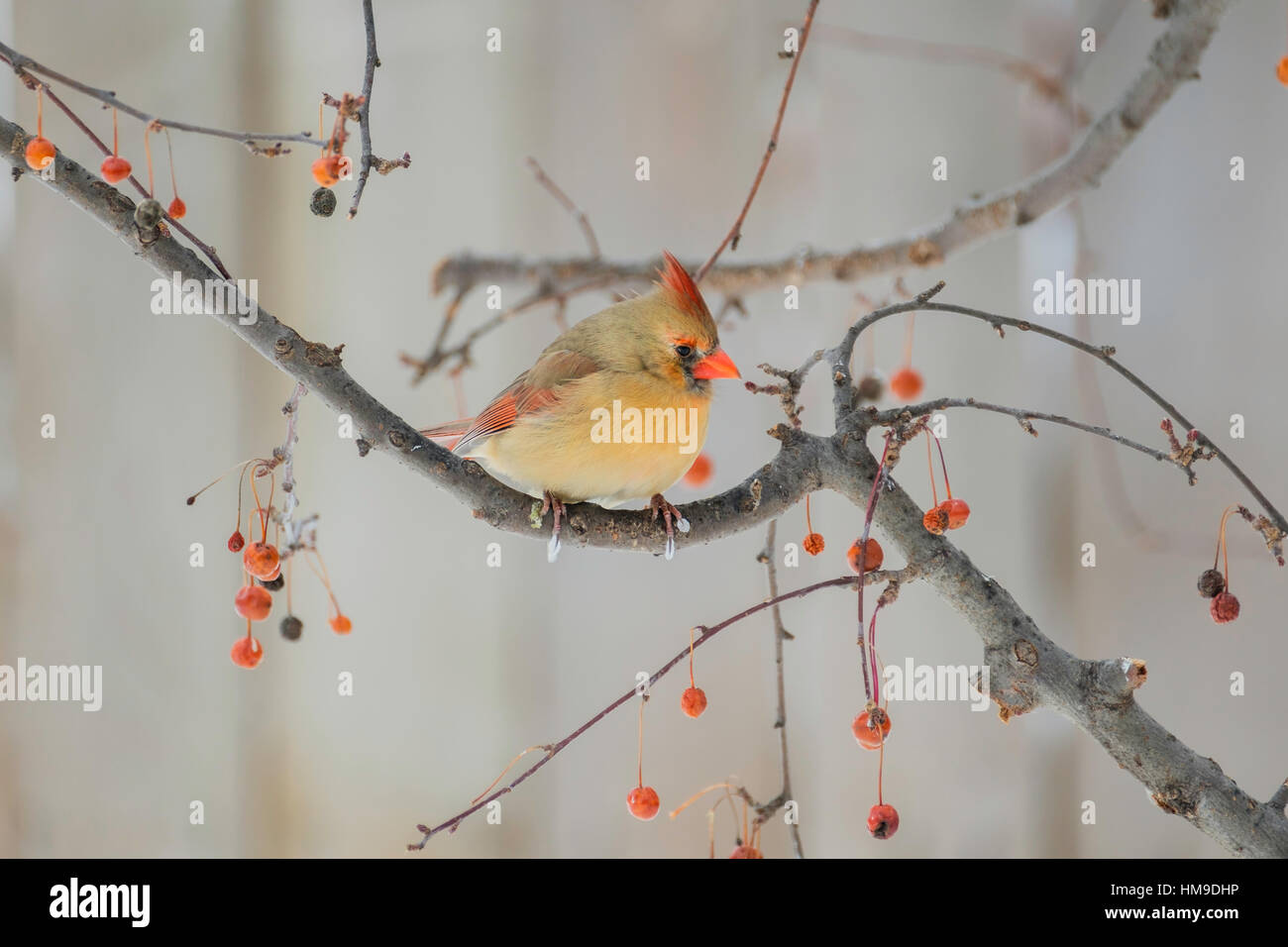 Malus 'cardinal' High Resolution Stock Photography and Images - Alamy