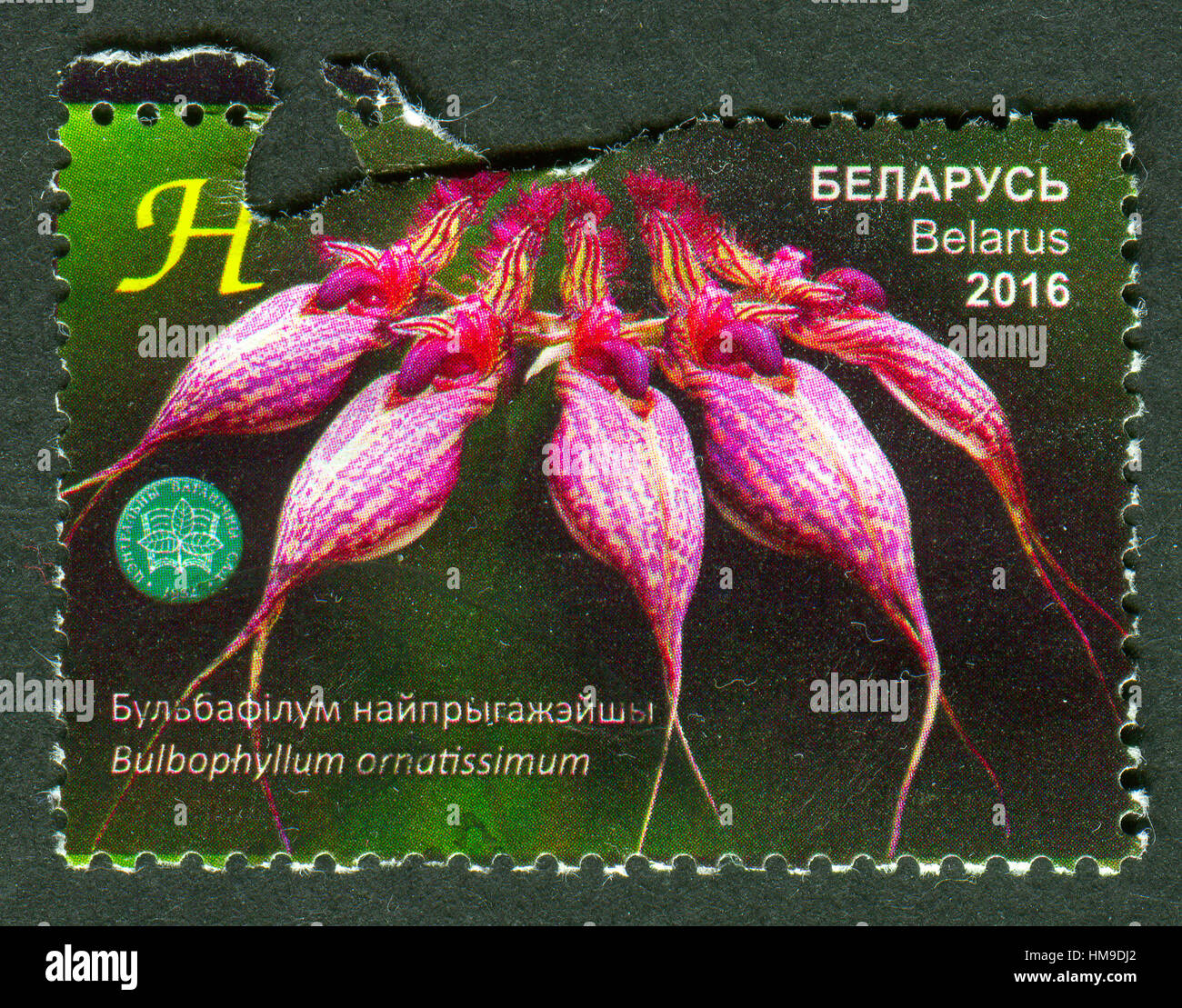 Bulbophyllum hi-res stock photography and images - Alamy