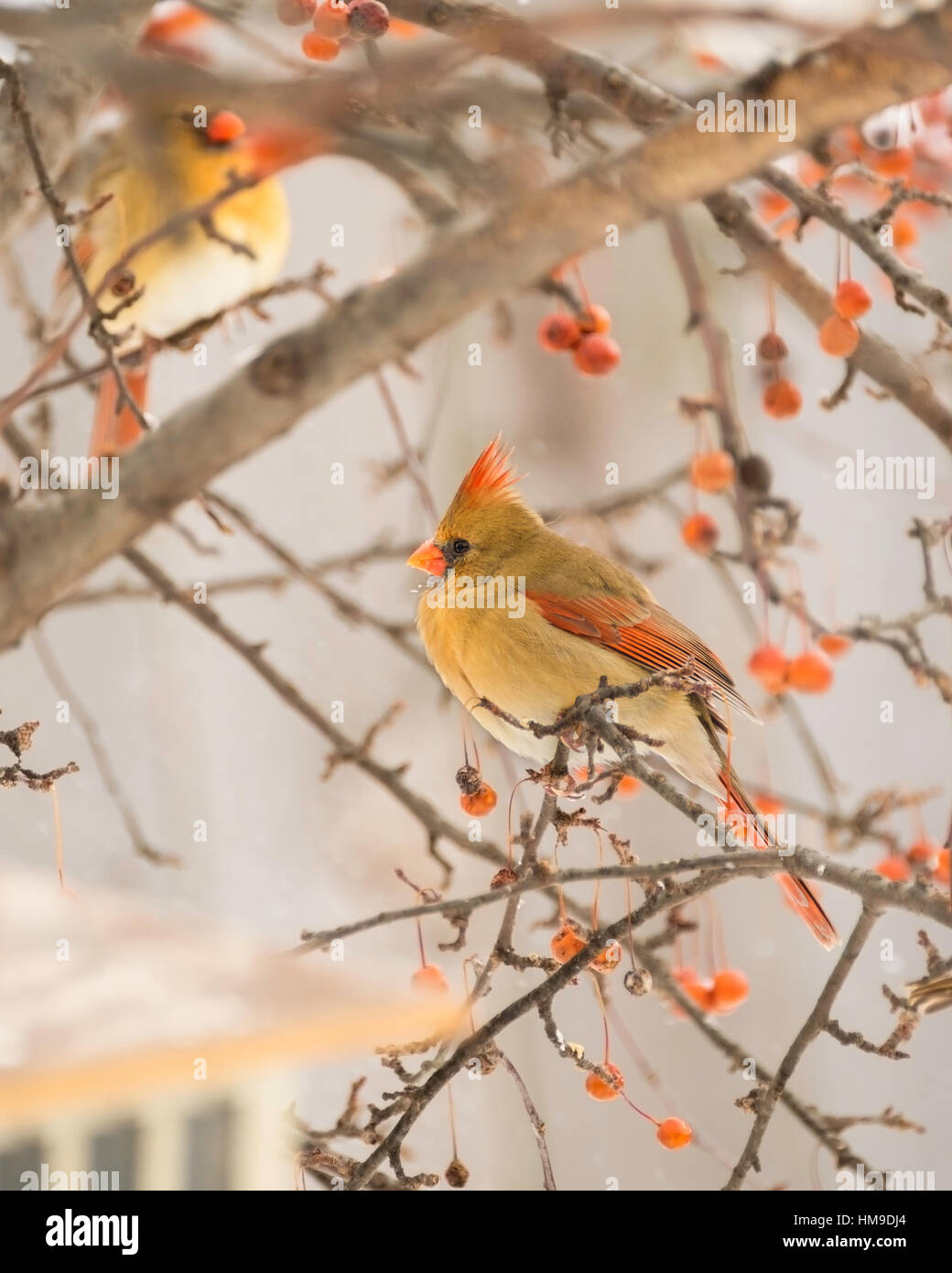 Northern Cardinal female, Cardinalis cardinalis, perched in a crabapple ...